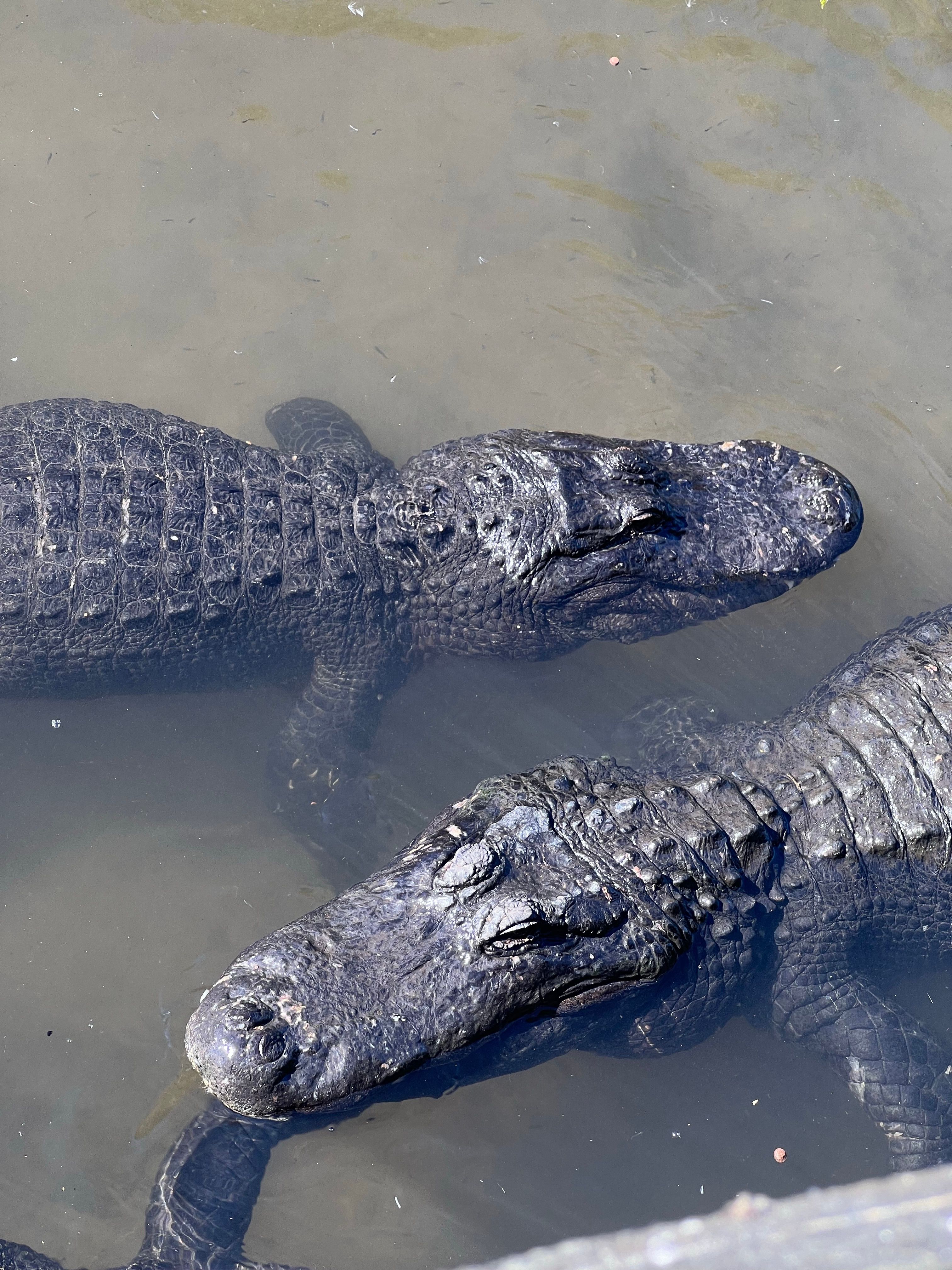 Close-Up of Two American Alligators Swimming · Free Stock Photo