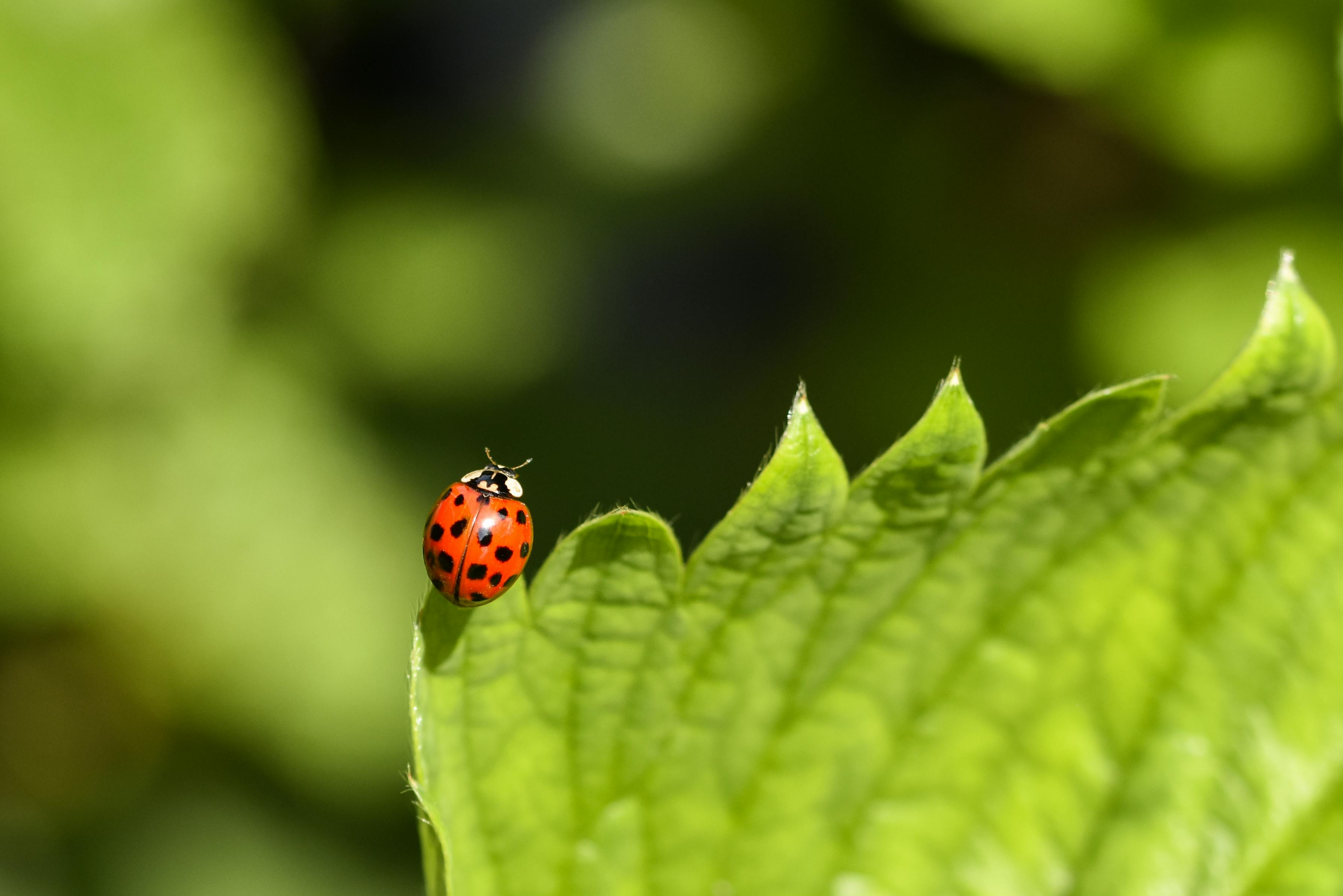 Close Up Photo of Ladybug on Leaf during Daytime · Free Stock Photo