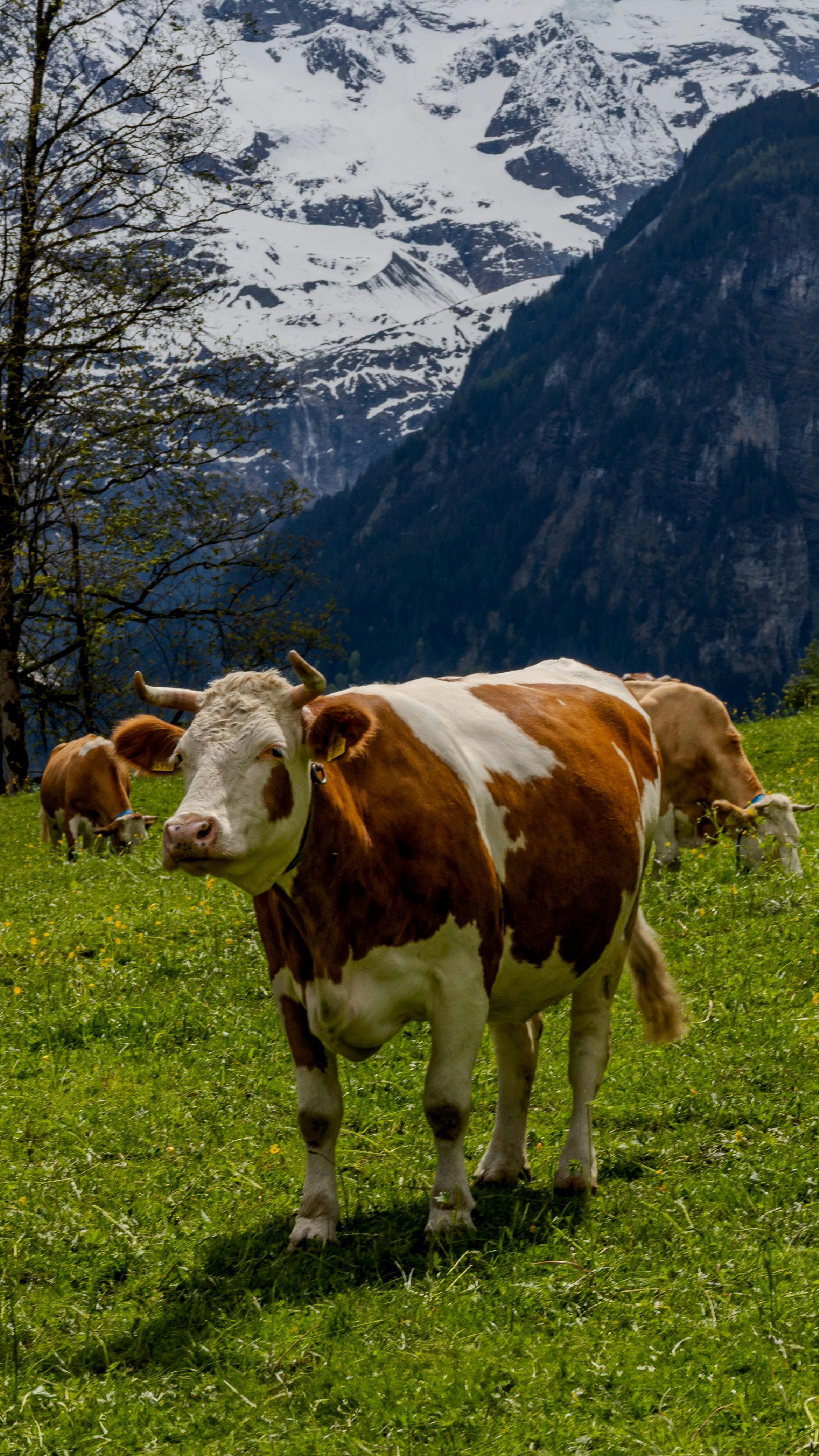 Cows In A Field Photos, Download The BEST Free Cows In A Field Stock ...