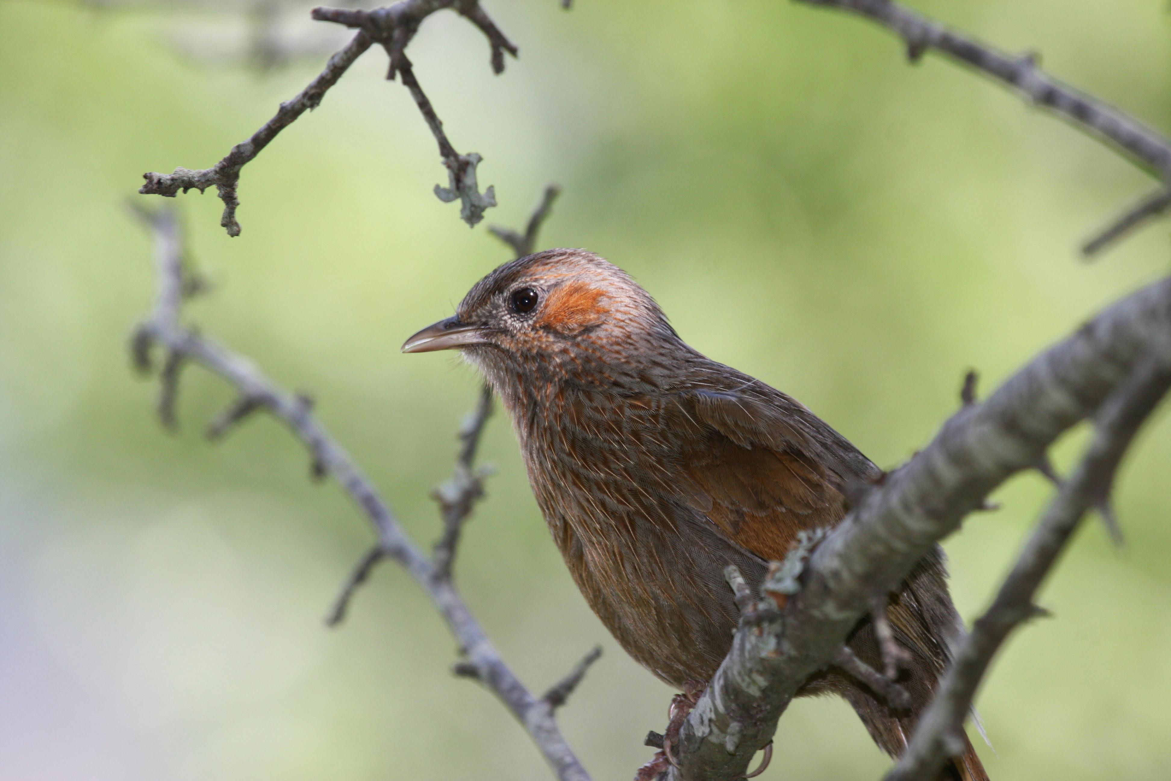 Bailgada Hd Background Photos, Download The BEST Free Bailgada Hd ...