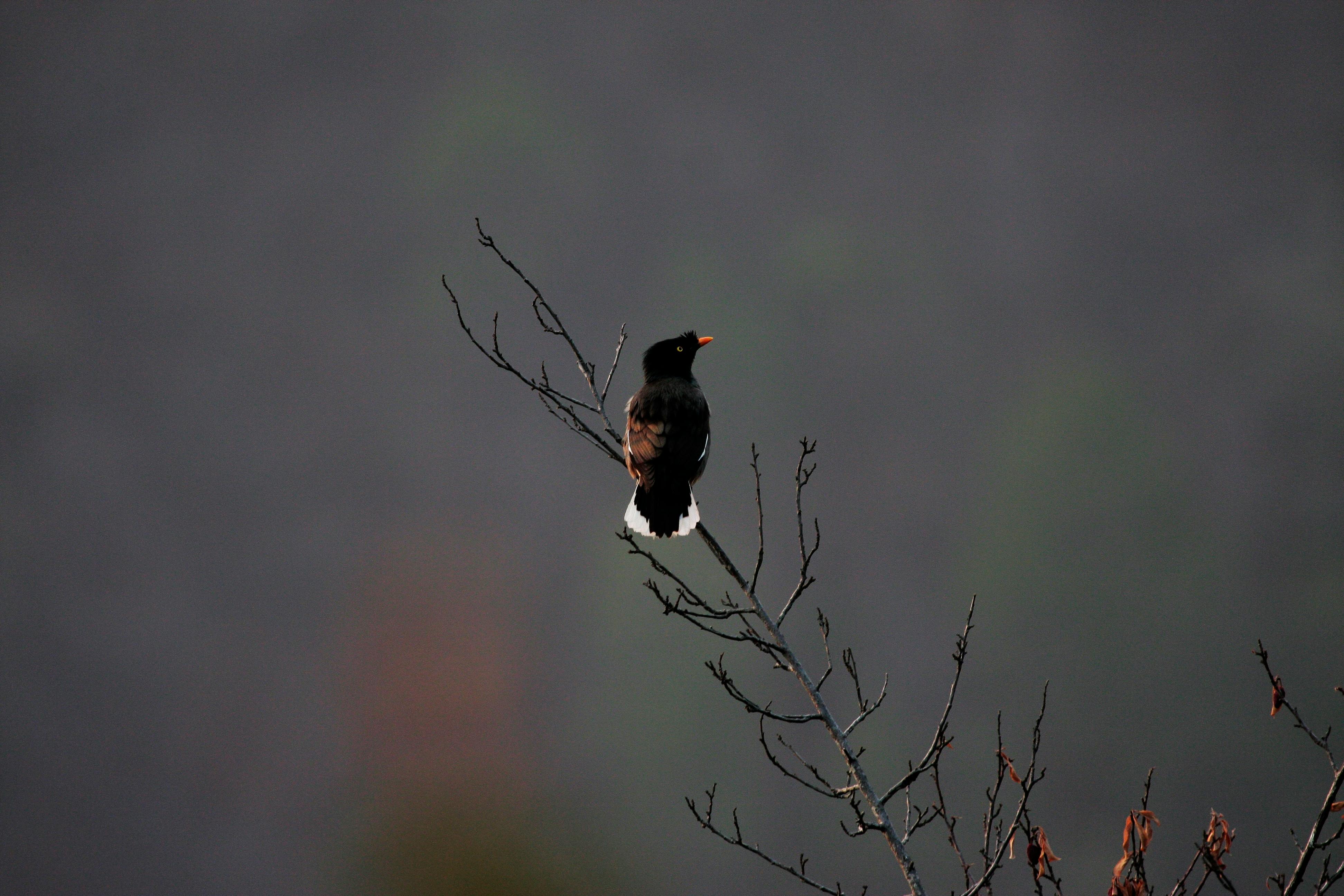 Flappy Bird Background Photos, Download The BEST Free Flappy Bird ...