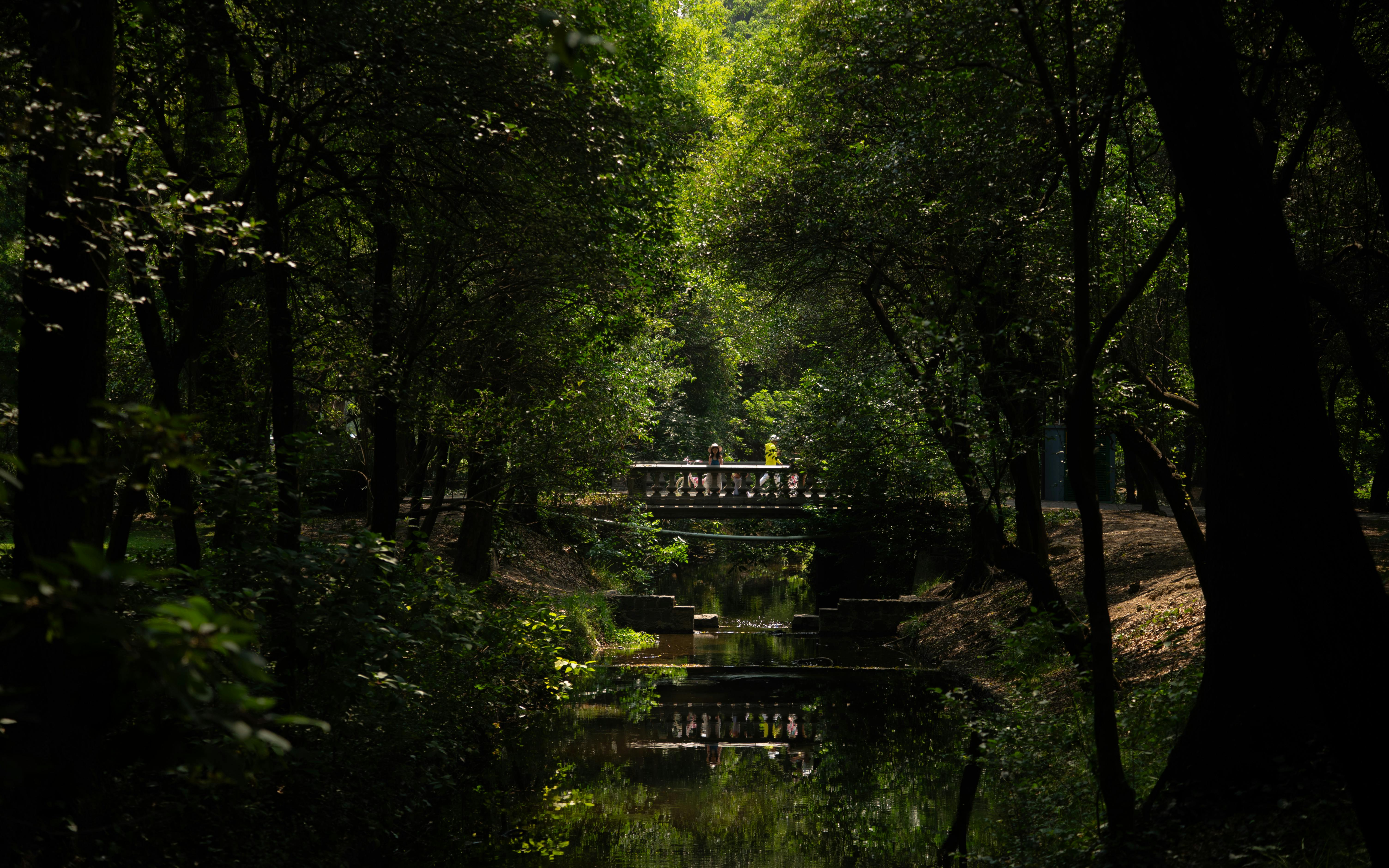 Tranquil Forest Bridge Over Serene Stream · Free Stock Photo