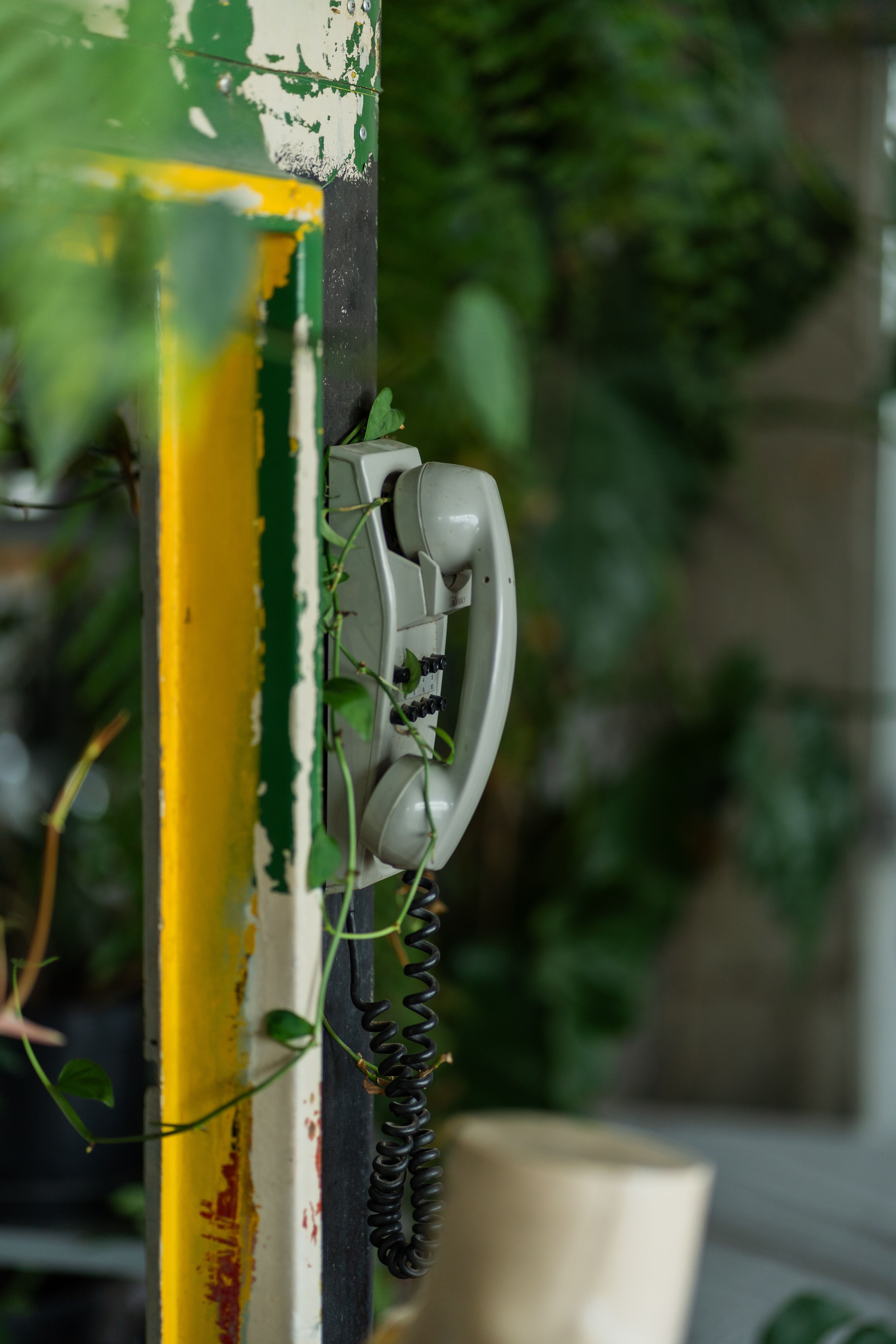 Phone Plant Photos, Download The BEST Free Phone Plant Stock Photos ...