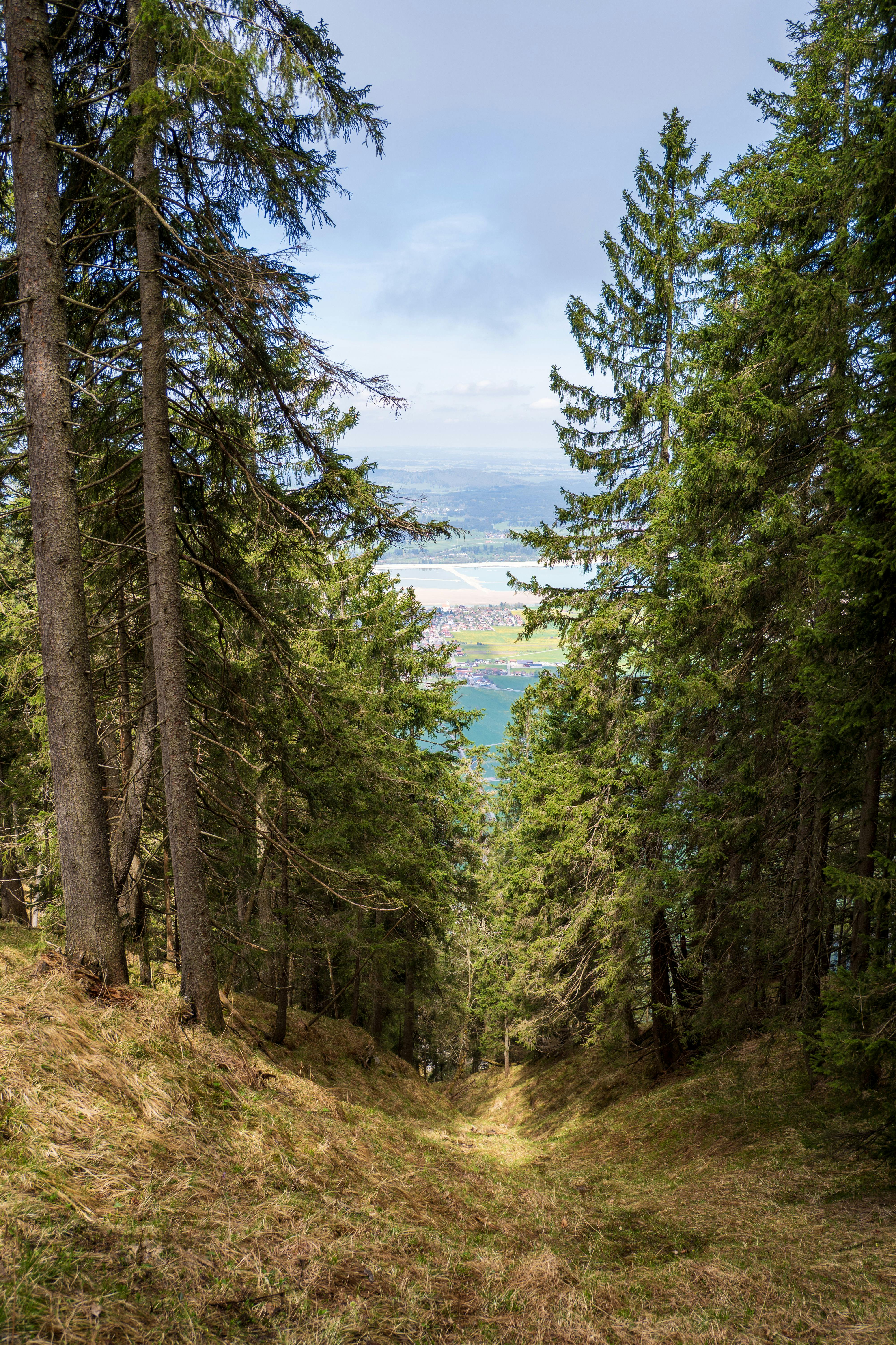 Scenic forest view overlooking distant lake and landscape · Free Stock ...