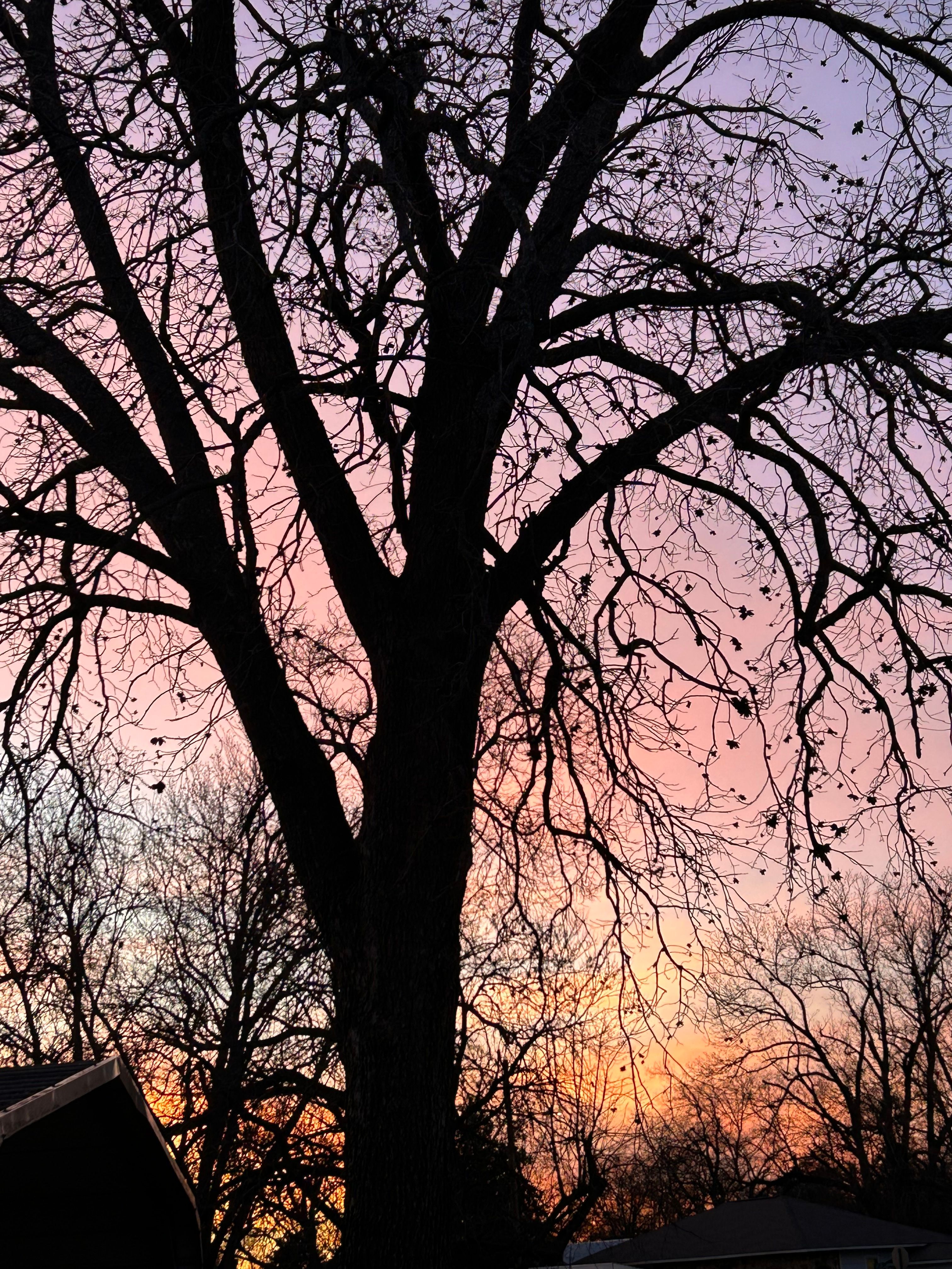 Winter Tree Photos, Download The BEST Free Winter Tree Stock Photos ...