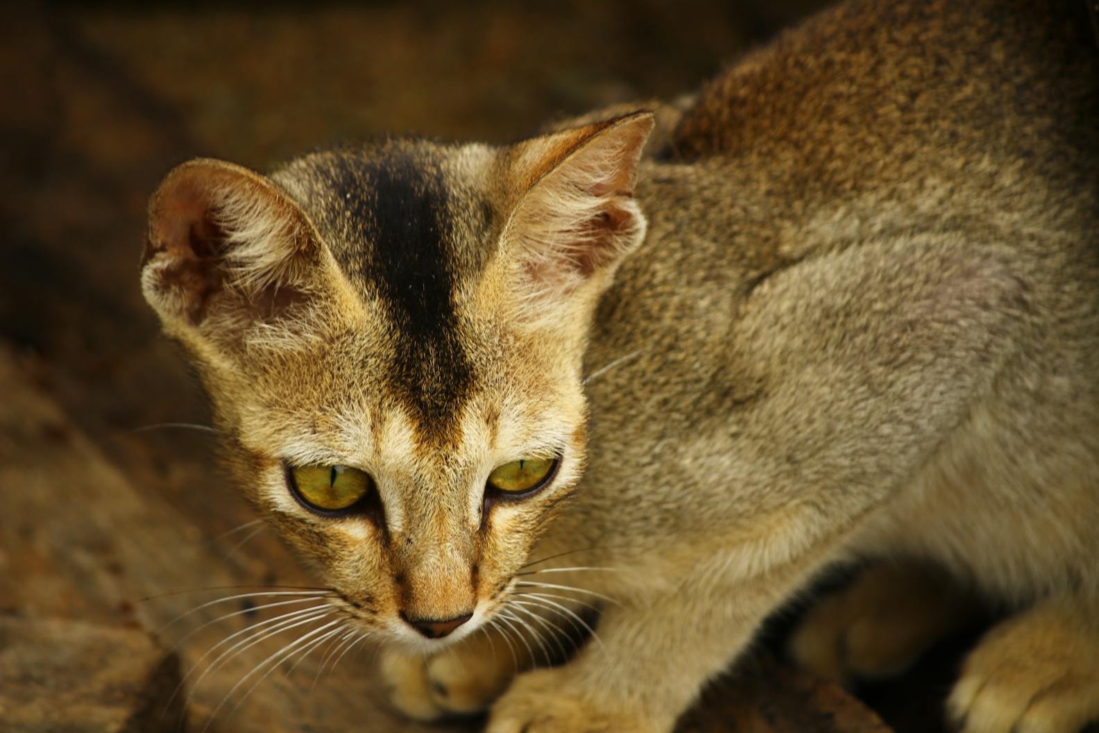 Caring for Rusty Spotted Cats as Pets: A Complete Guide