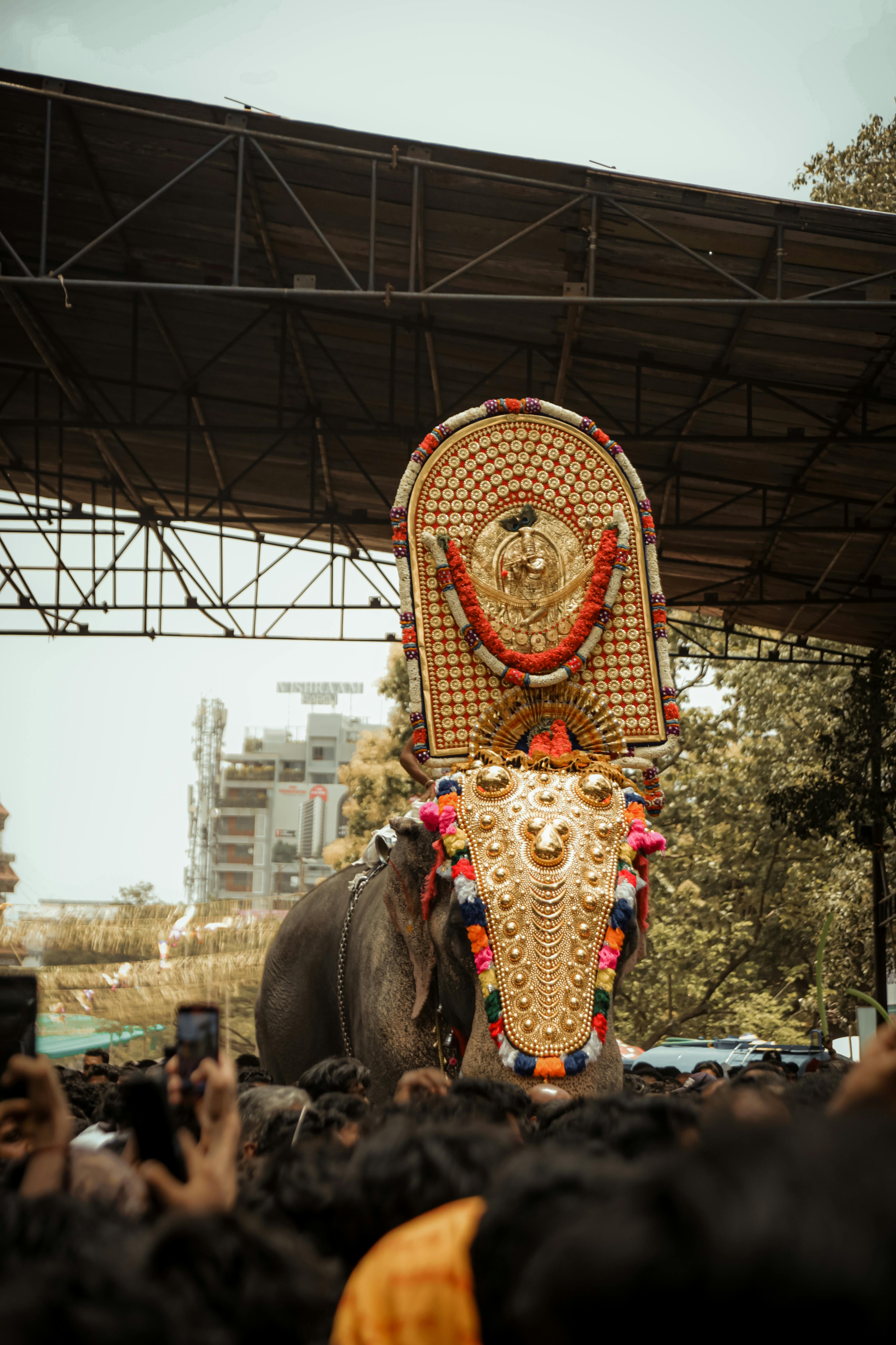 Majestic Elephant in Thrissur Pooram Festival · Free Stock Photo