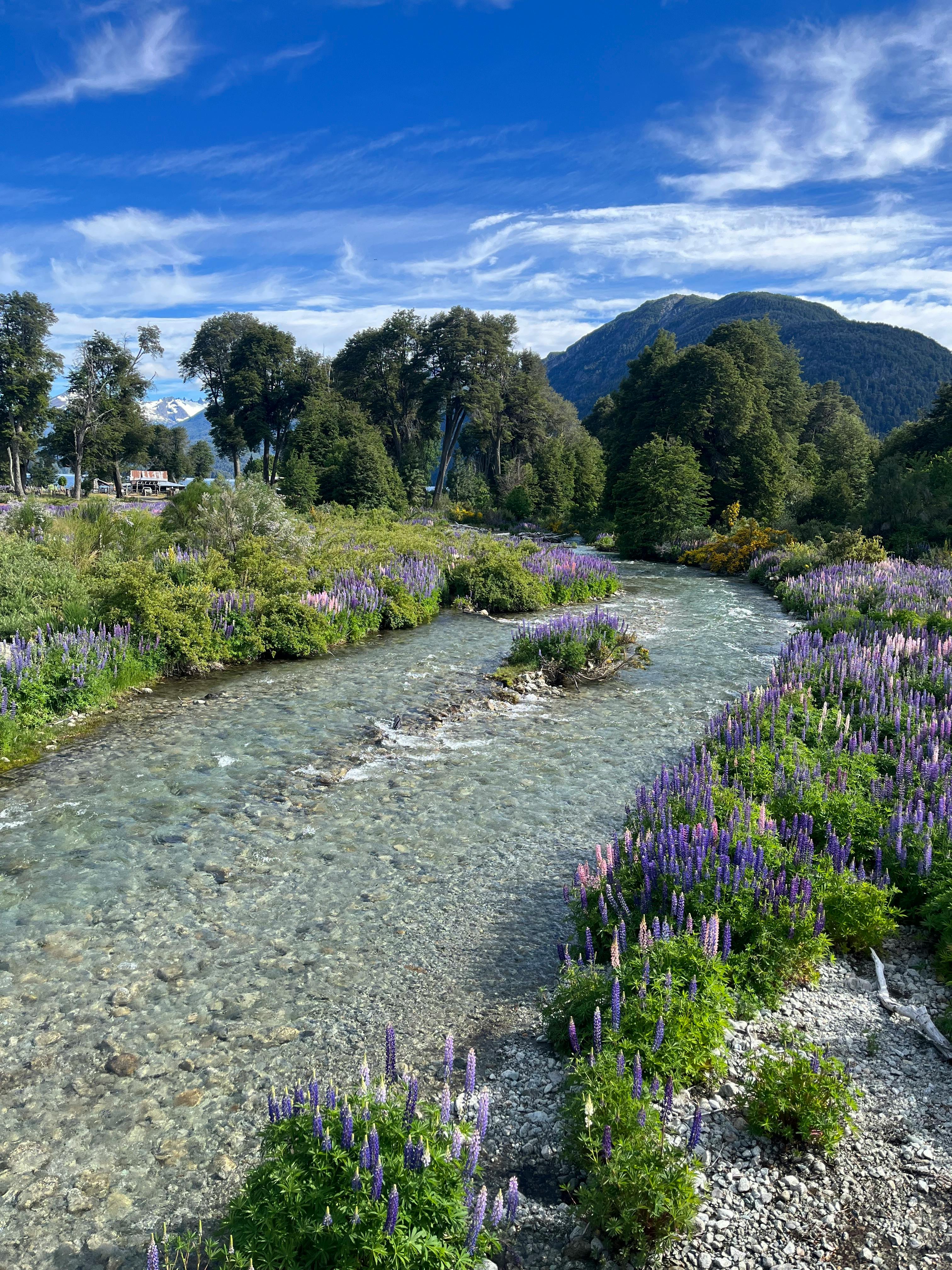 Río Patagónico Escénico Con Lupinos Y Montañas · Foto de stock gratuita