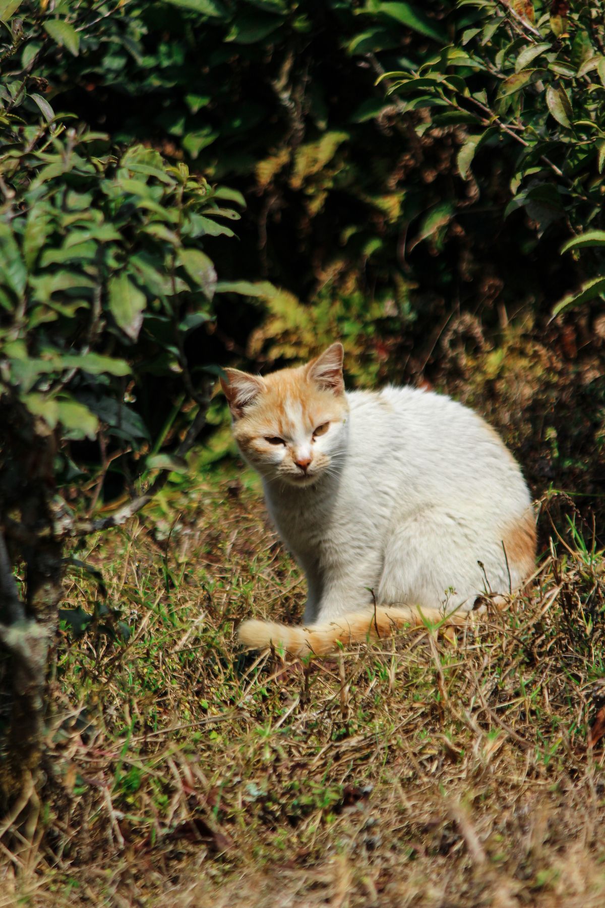 Goofy Ahh Cat Photos, Download The BEST Free Goofy Ahh Cat Stock Photos ...