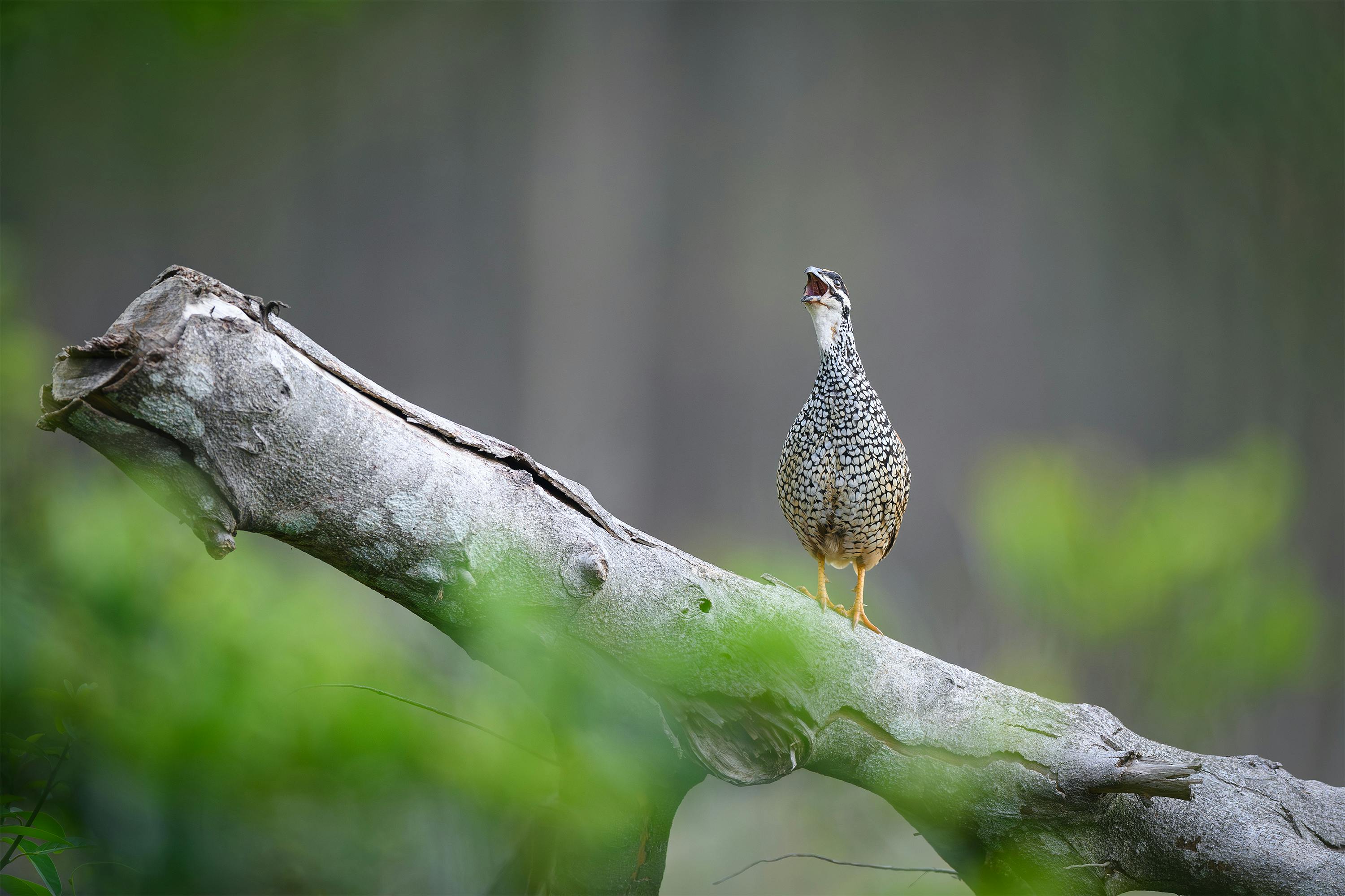 Burung Puyuh Semak Jambul Yang Cantik Di Dahan Pohon Di Tiongkok · Foto ...