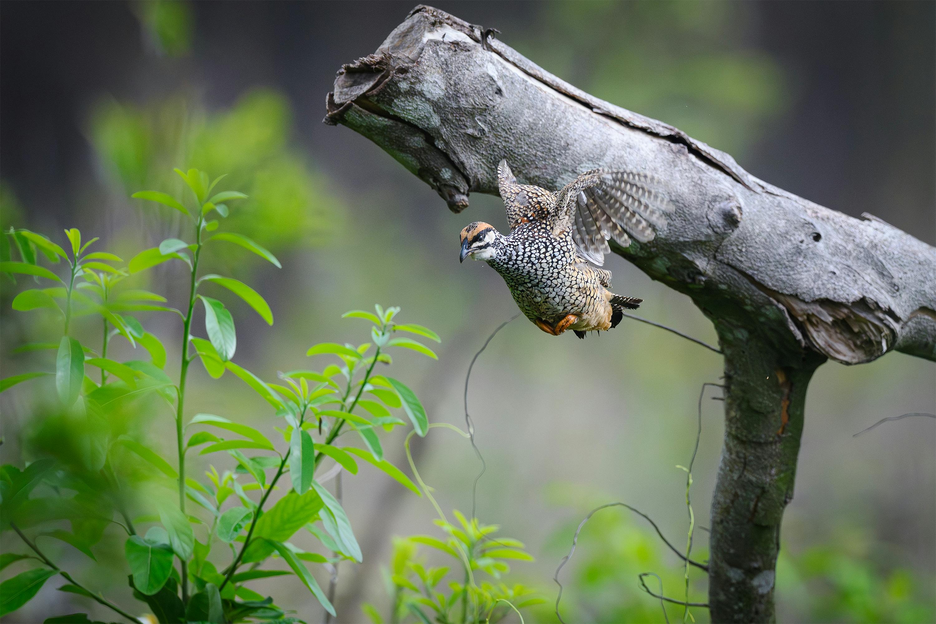 Flying Quail in Natural Greenery Landscape · Free Stock Photo