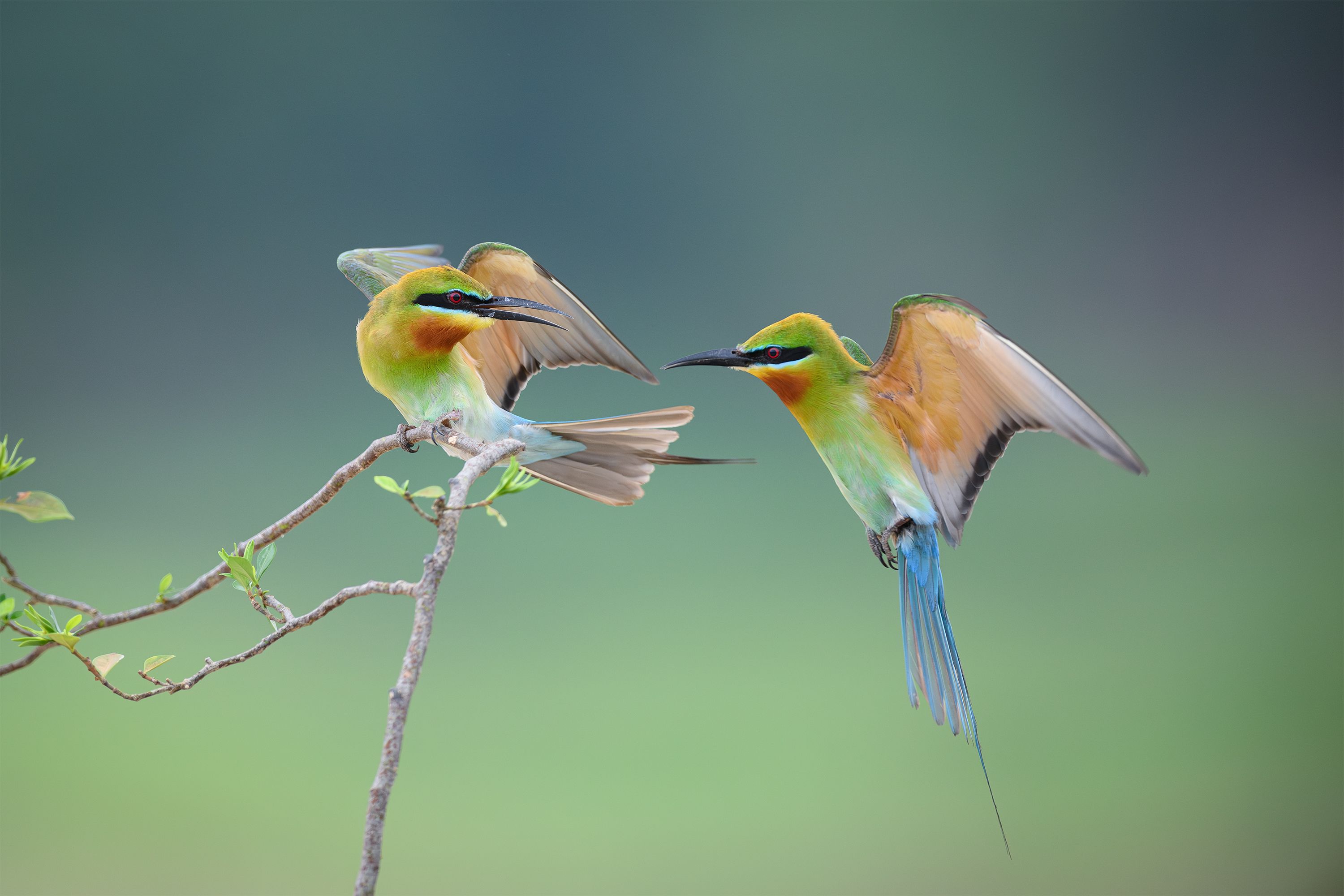 Colorful Bee-eaters in Flight and Perching · Free Stock Photo