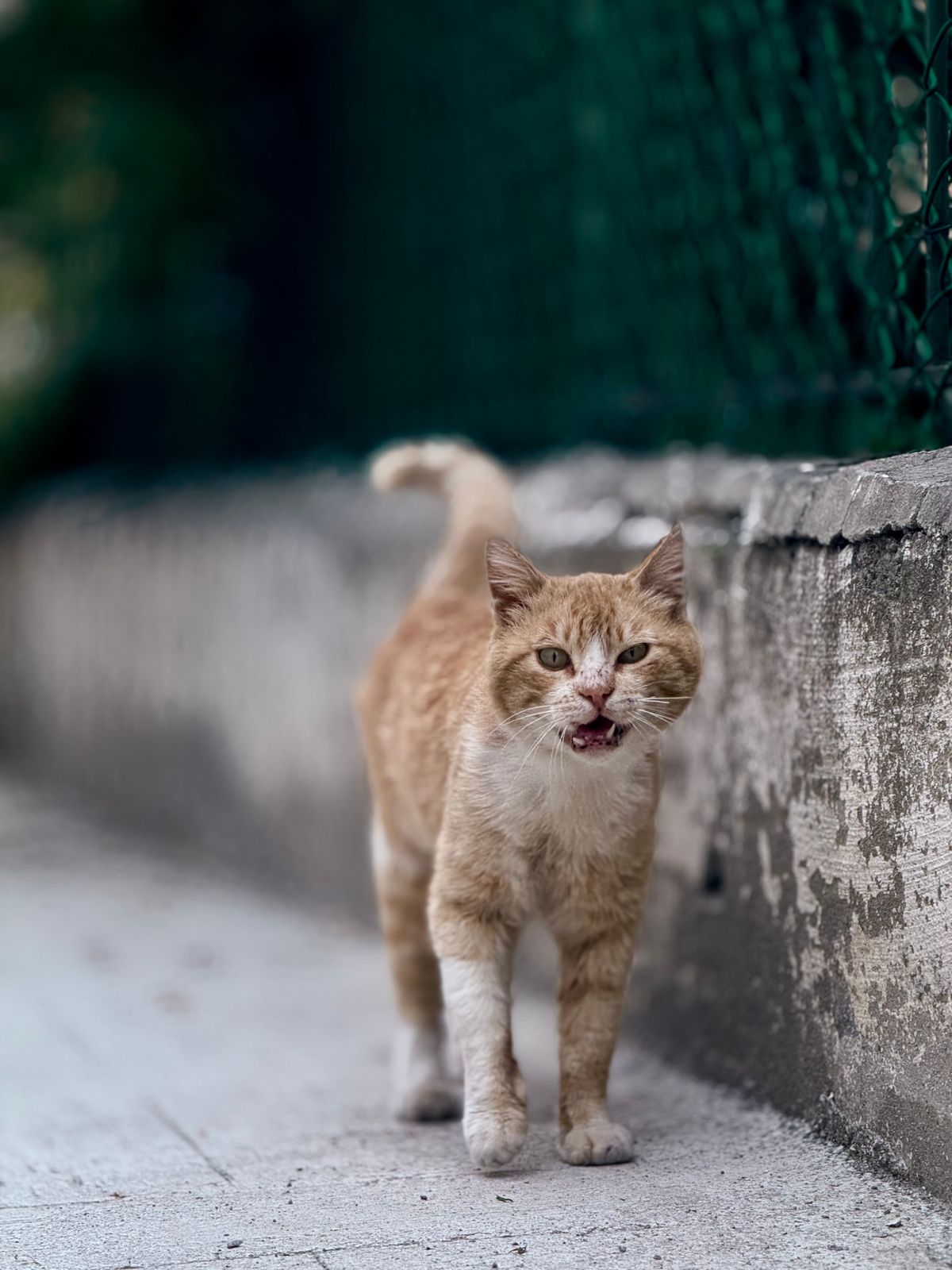 Goofy Ahh Cat Photos, Download The BEST Free Goofy Ahh Cat Stock Photos ...