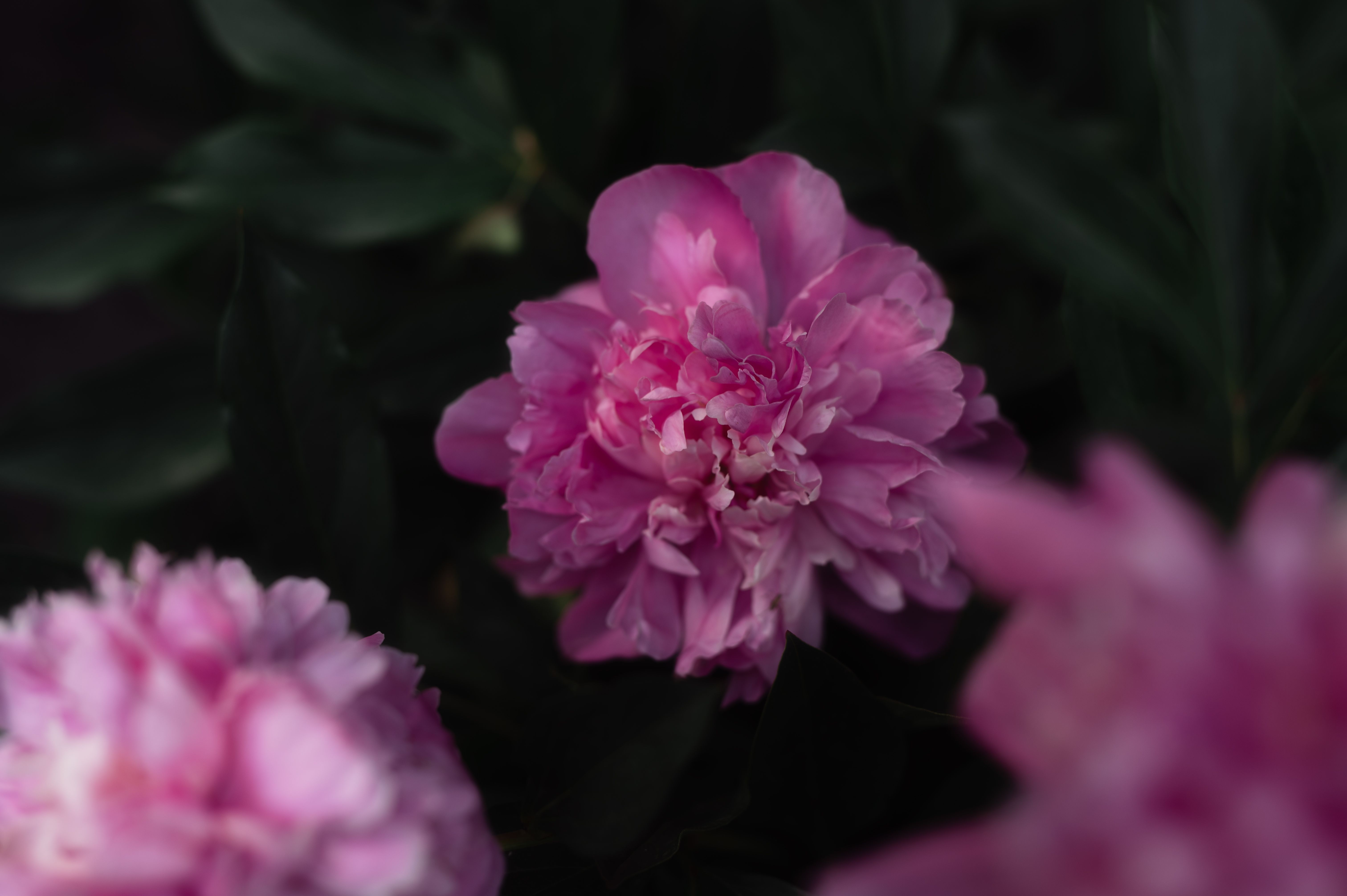 Do Peonies Come Back Every Year? Planting & Care Tips