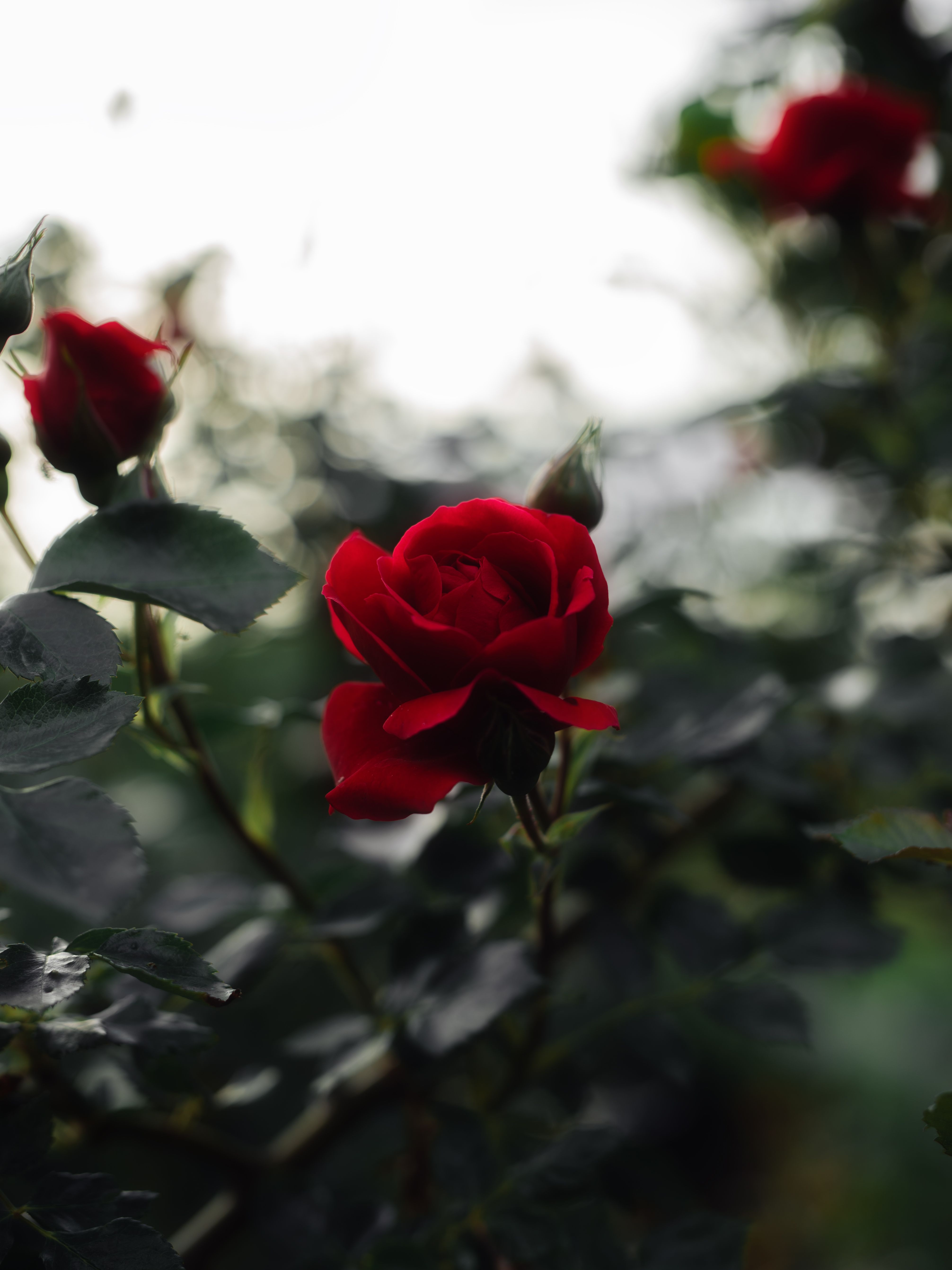 Red Withering Rose at Daytime · Free Stock Photo