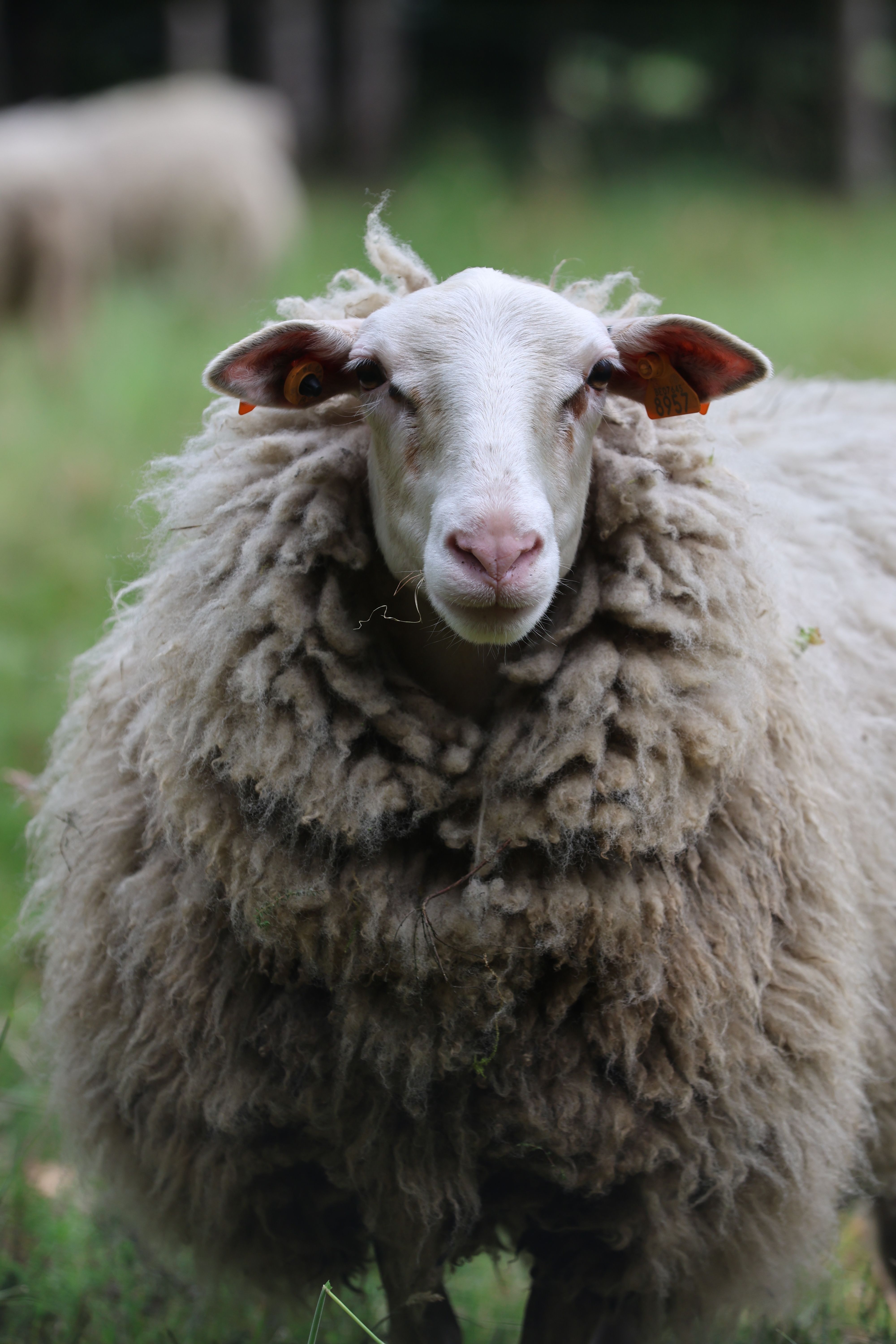 Close-up of a Woolly Sheep in a Green Pasture · Free Stock Photo