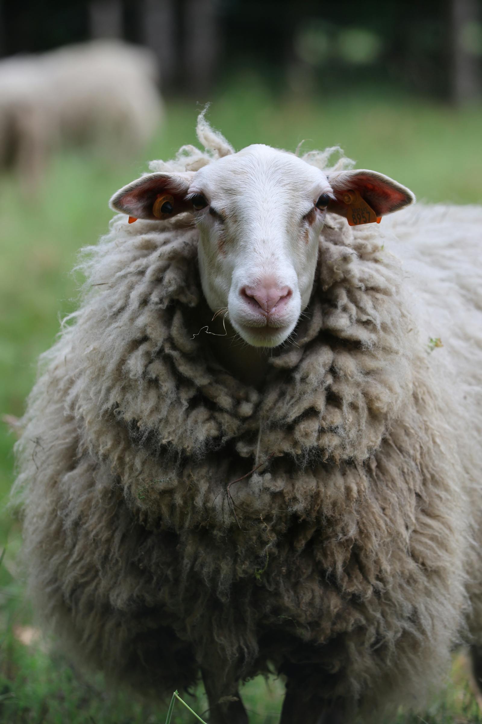 Sheep Animated Photos, Download The BEST Free Sheep Animated Stock ...