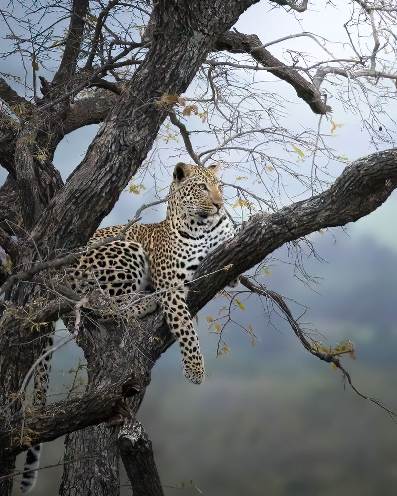 Leopard In A Tree Photos, Download The BEST Free Leopard In A Tree ...