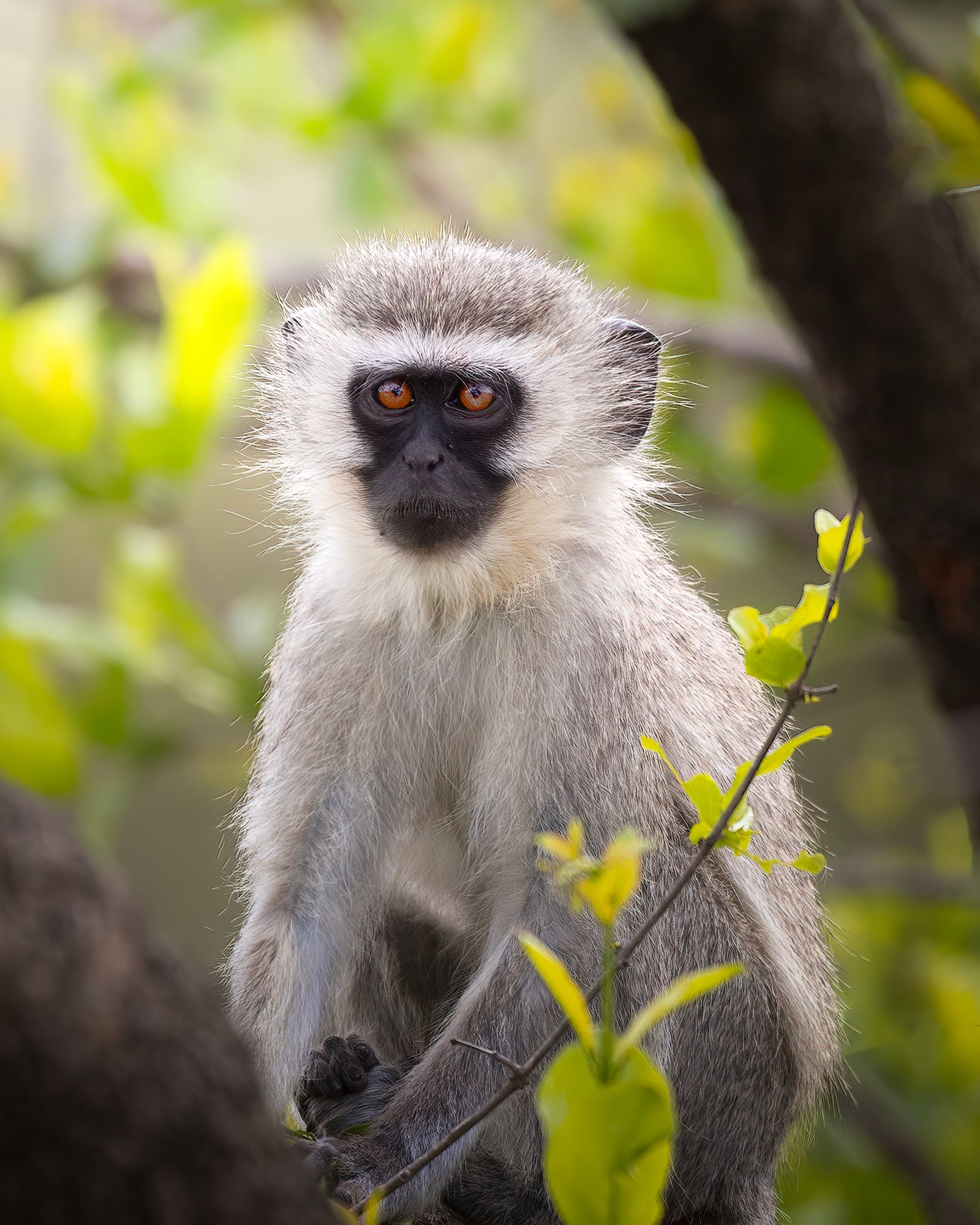 Monkey Eyes Photos, Download The BEST Free Monkey Eyes Stock Photos ...