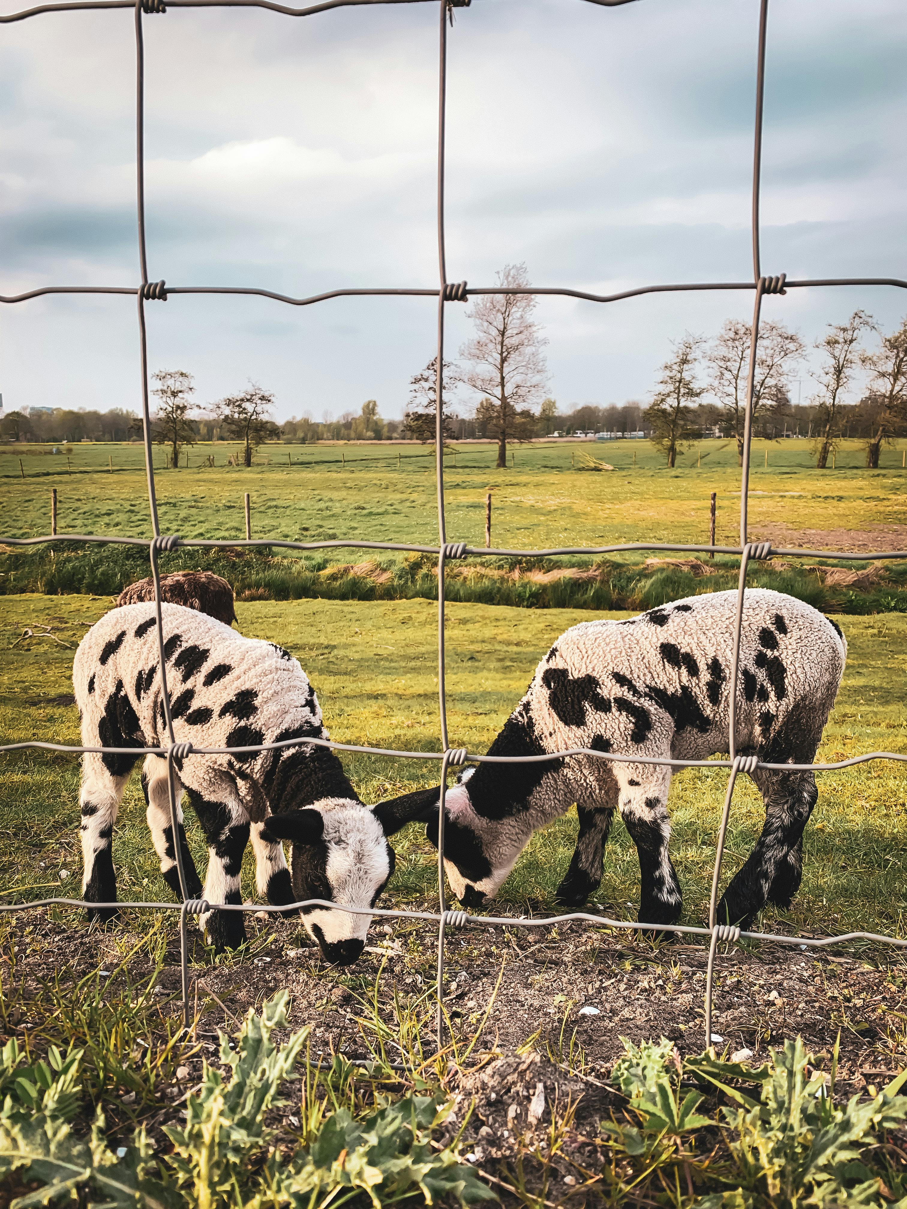 Spotted Lambs Grazing in Dutch Pasture · Free Stock Photo