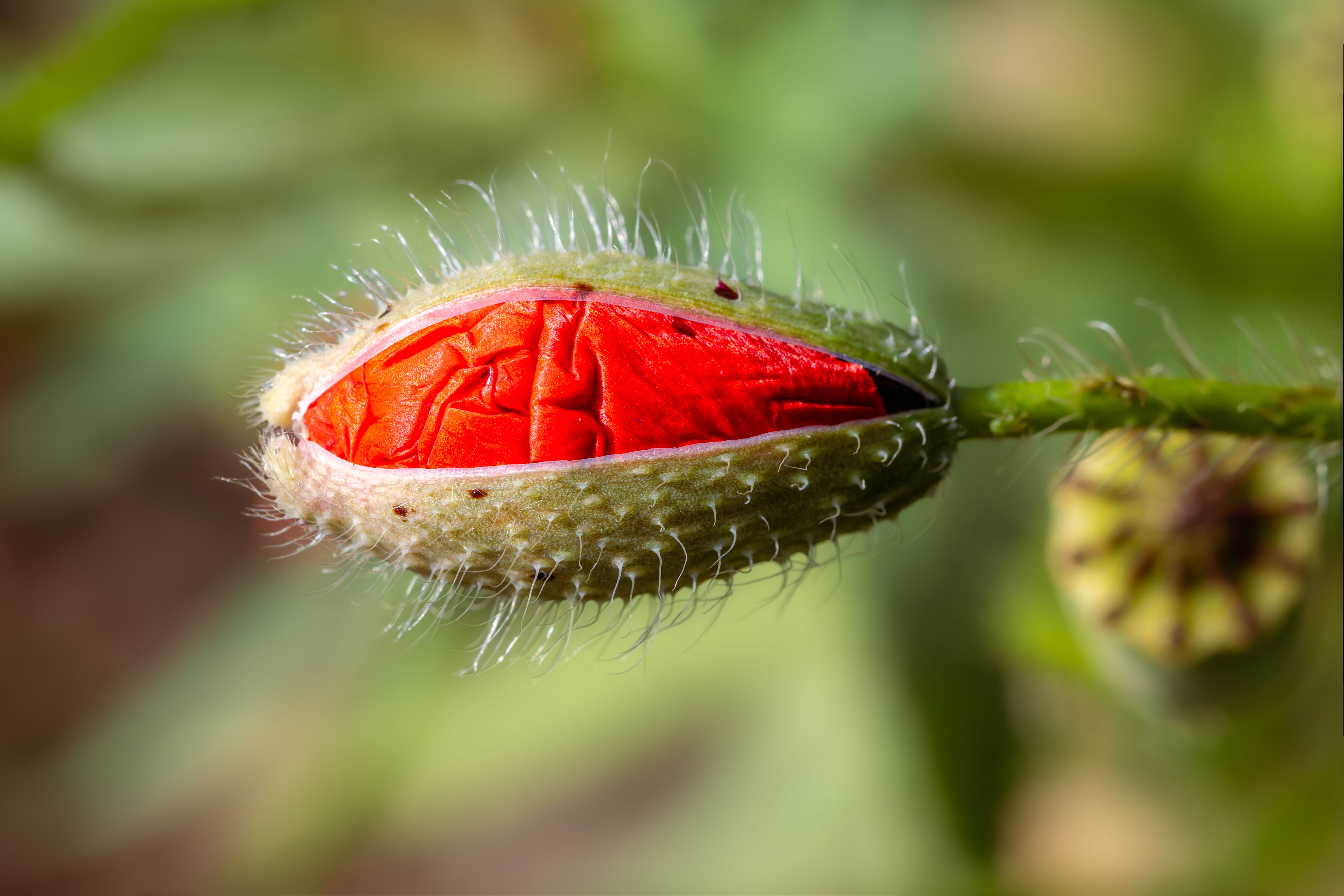 Close-Up of Poppy Bud Opening in Spring Garden · Free Stock Photo