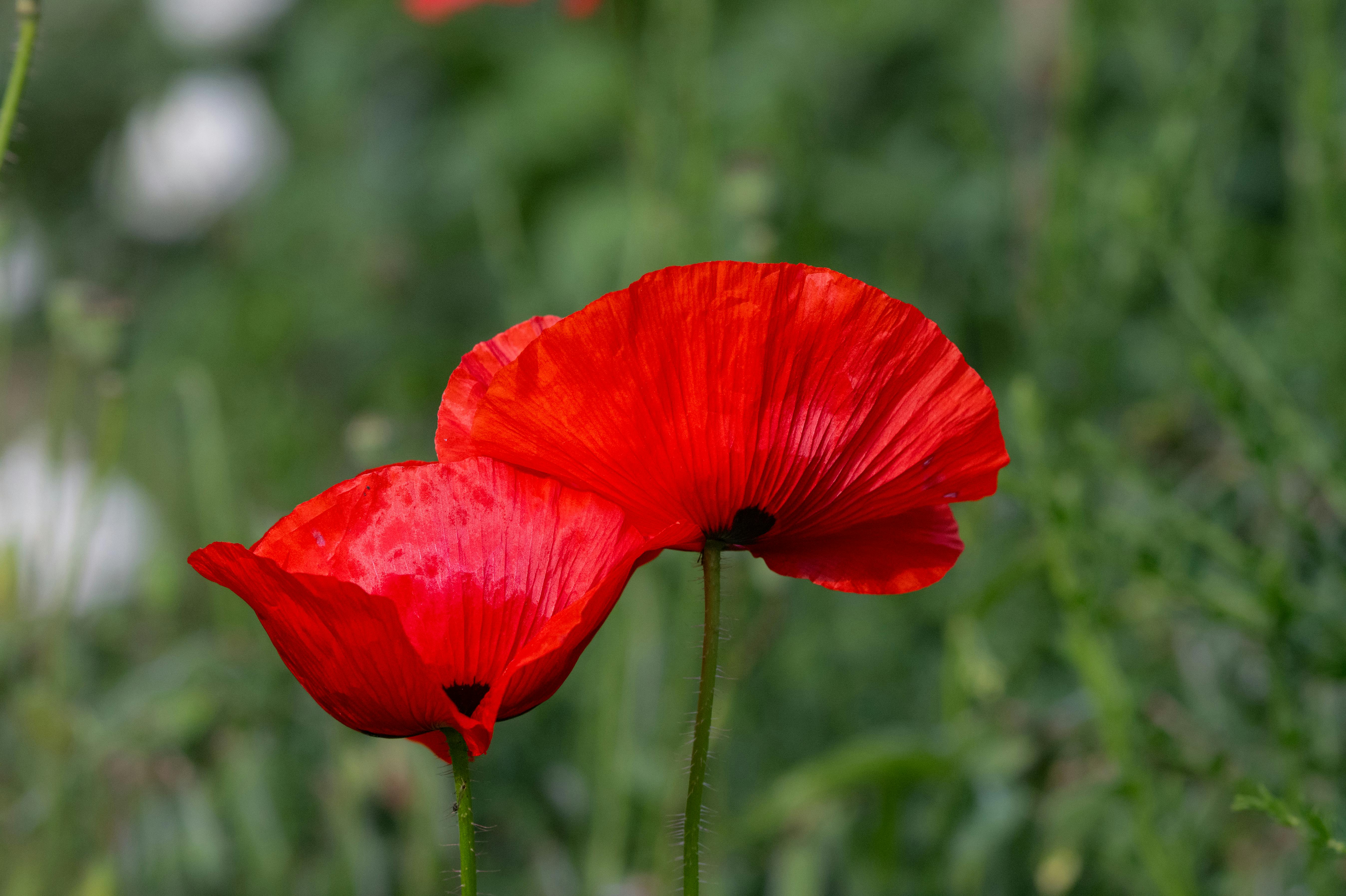 90,000+ ภาพถ่าย วอลล์เปเปอร์ต้นมะนาว ที่ดีที่สุด · ดาวน์โหลดฟรี 100% ...