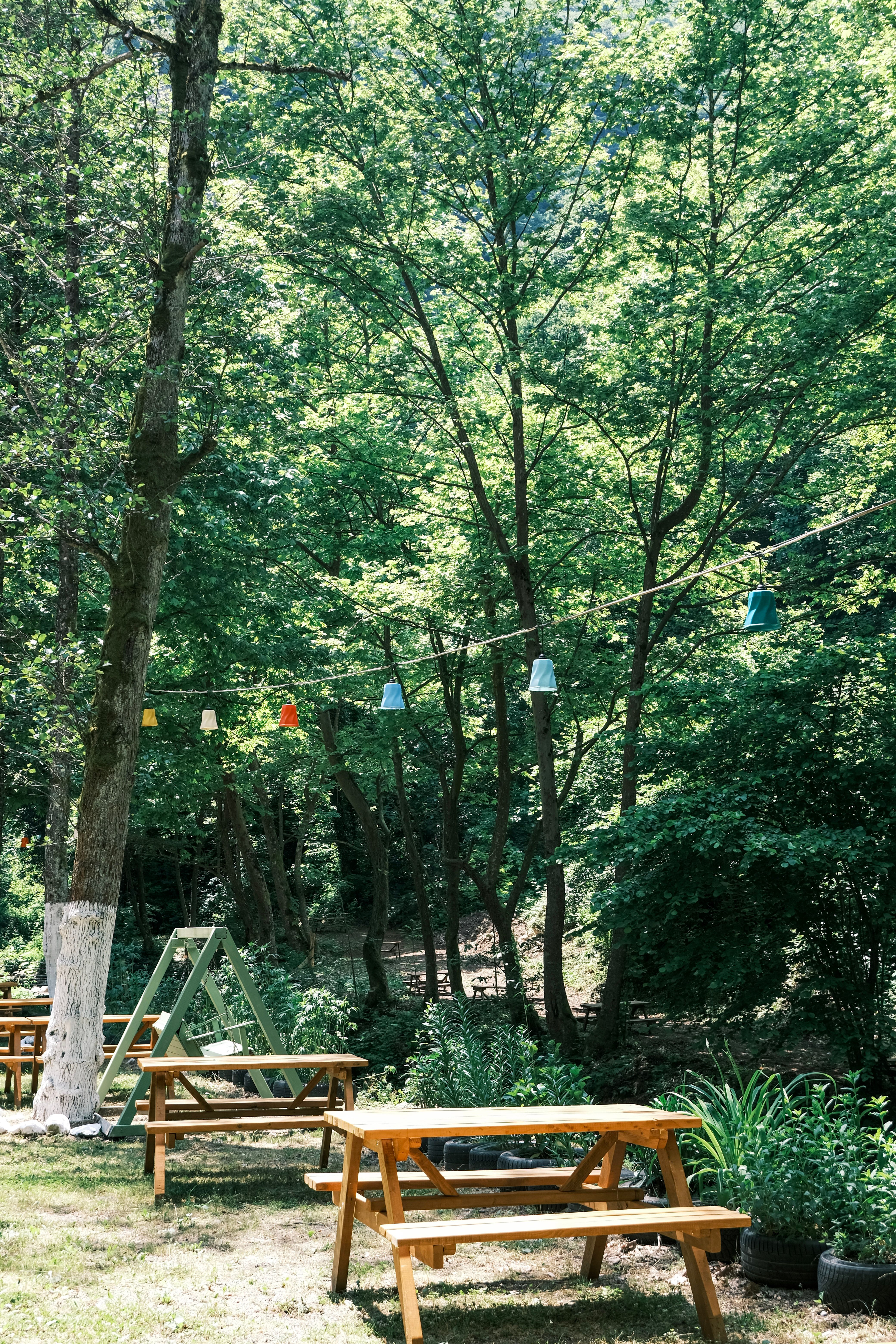 Serene Outdoor Picnic Area in Lush Green Forest · Free Stock Photo