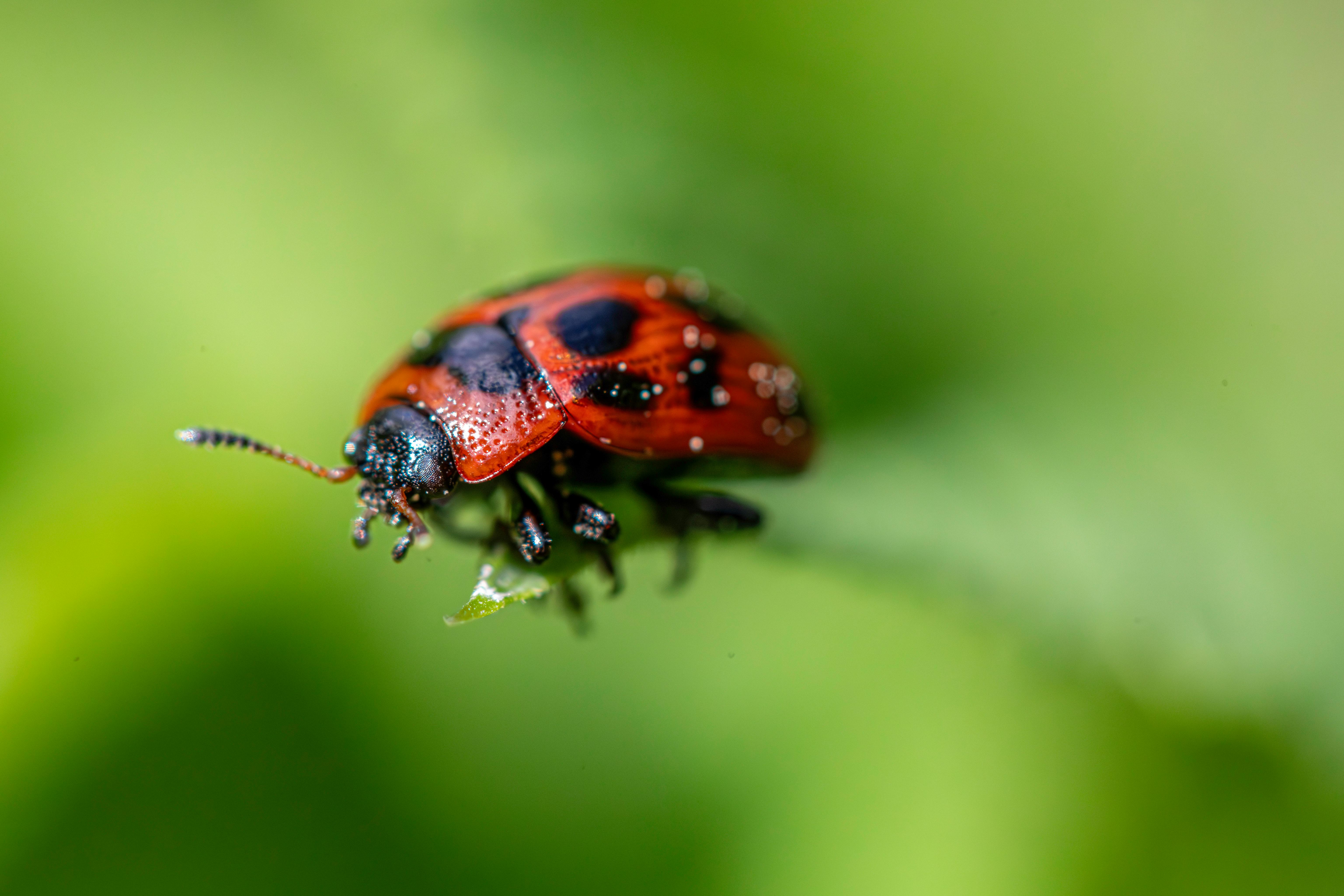 Pest Control Photos, Download The BEST Free Pest Control Stock Photos ...