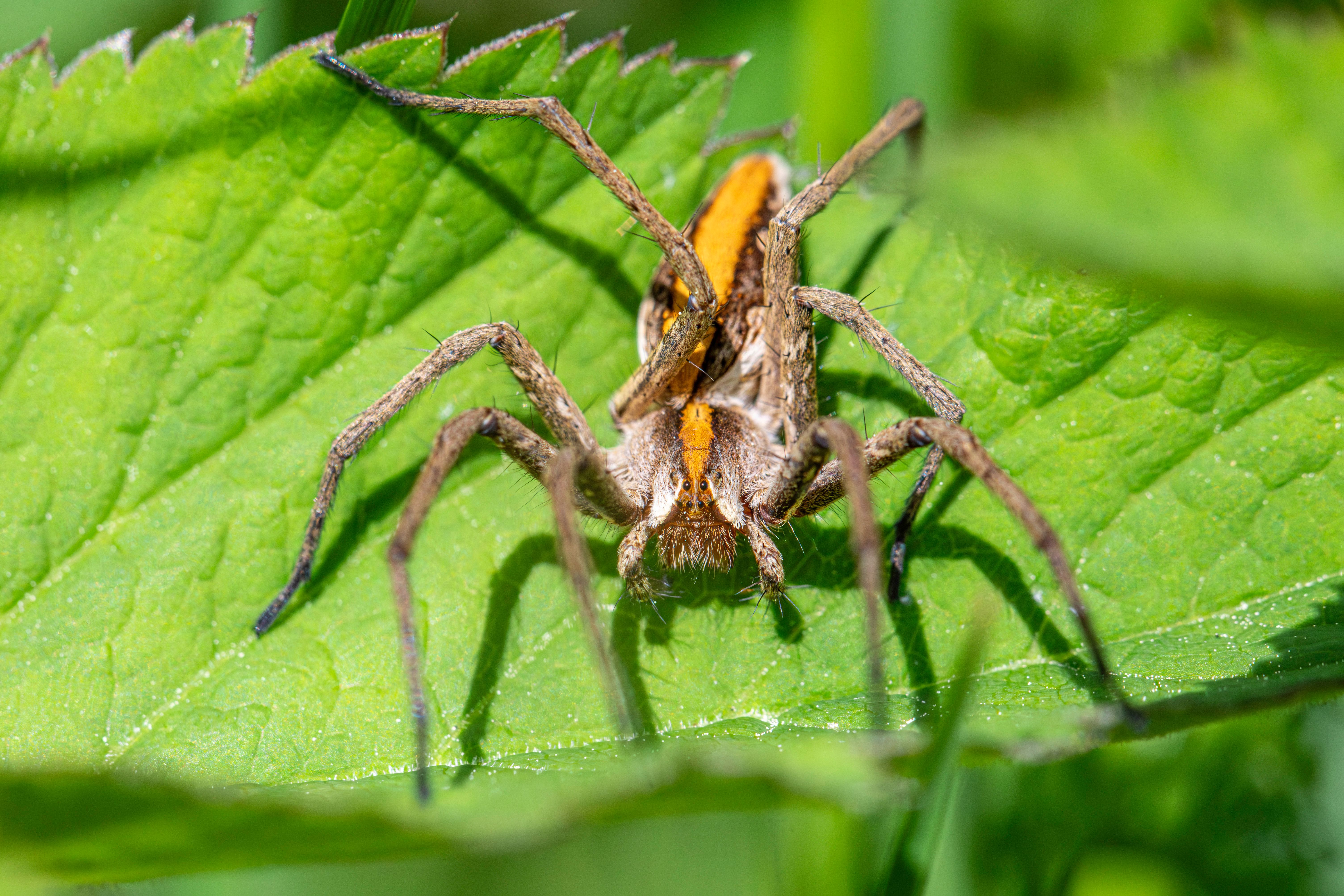 Spider Behavior Photos, Download The BEST Free Spider Behavior Stock ...