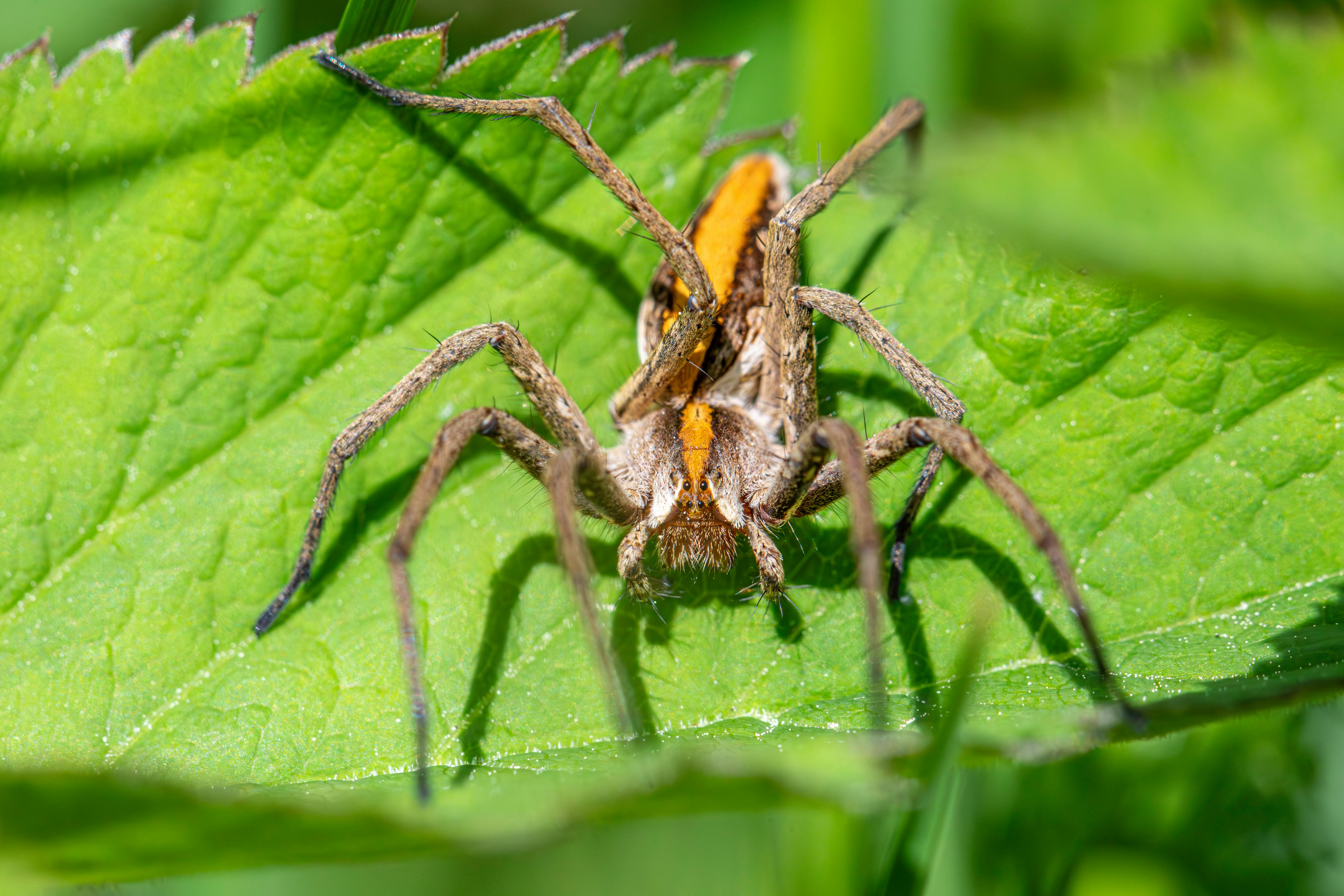 Predatory Spiders Photos, Download The BEST Free Predatory Spiders ...