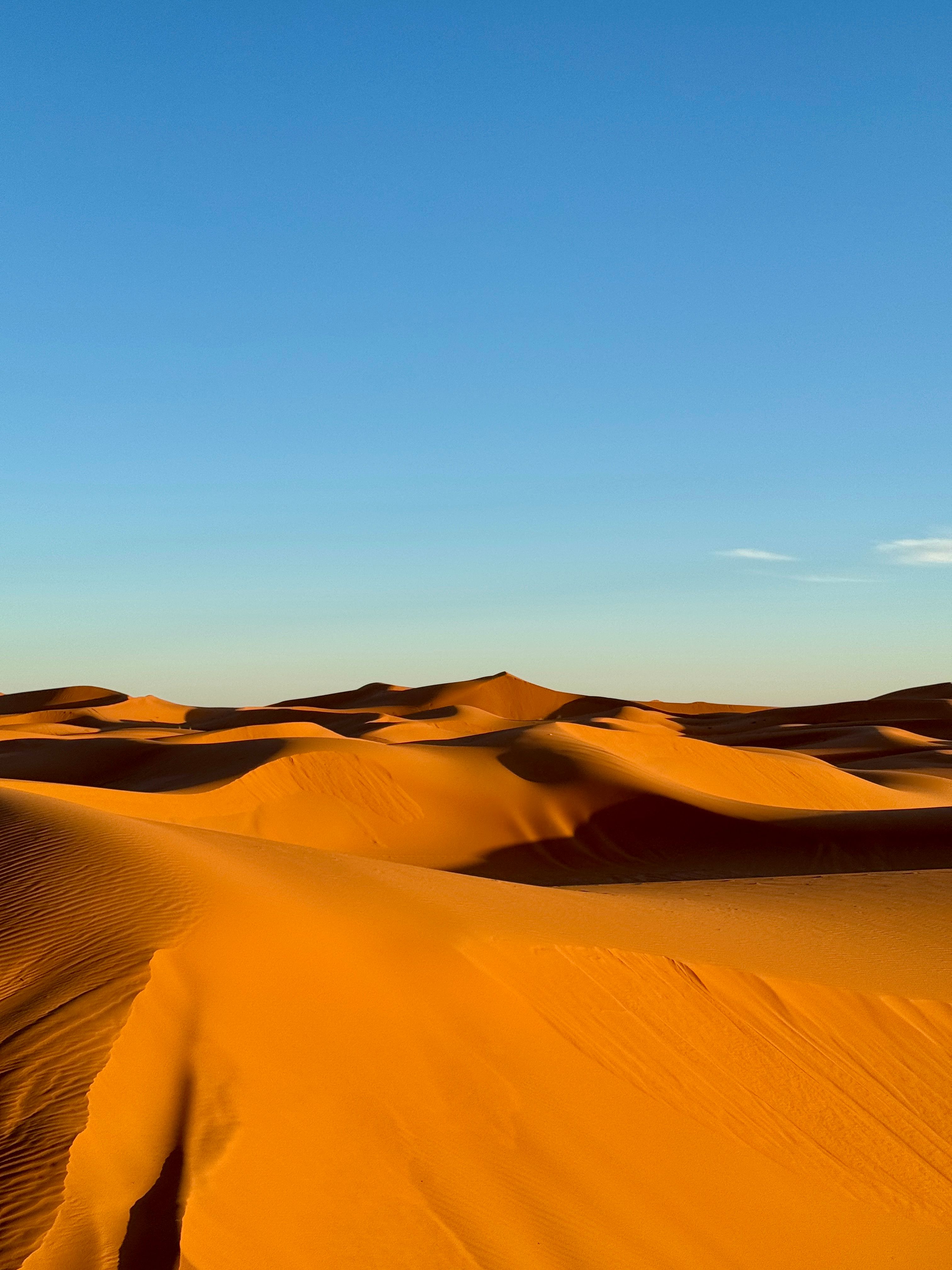 Green Grasses on Sahara Desert · Free Stock Photo