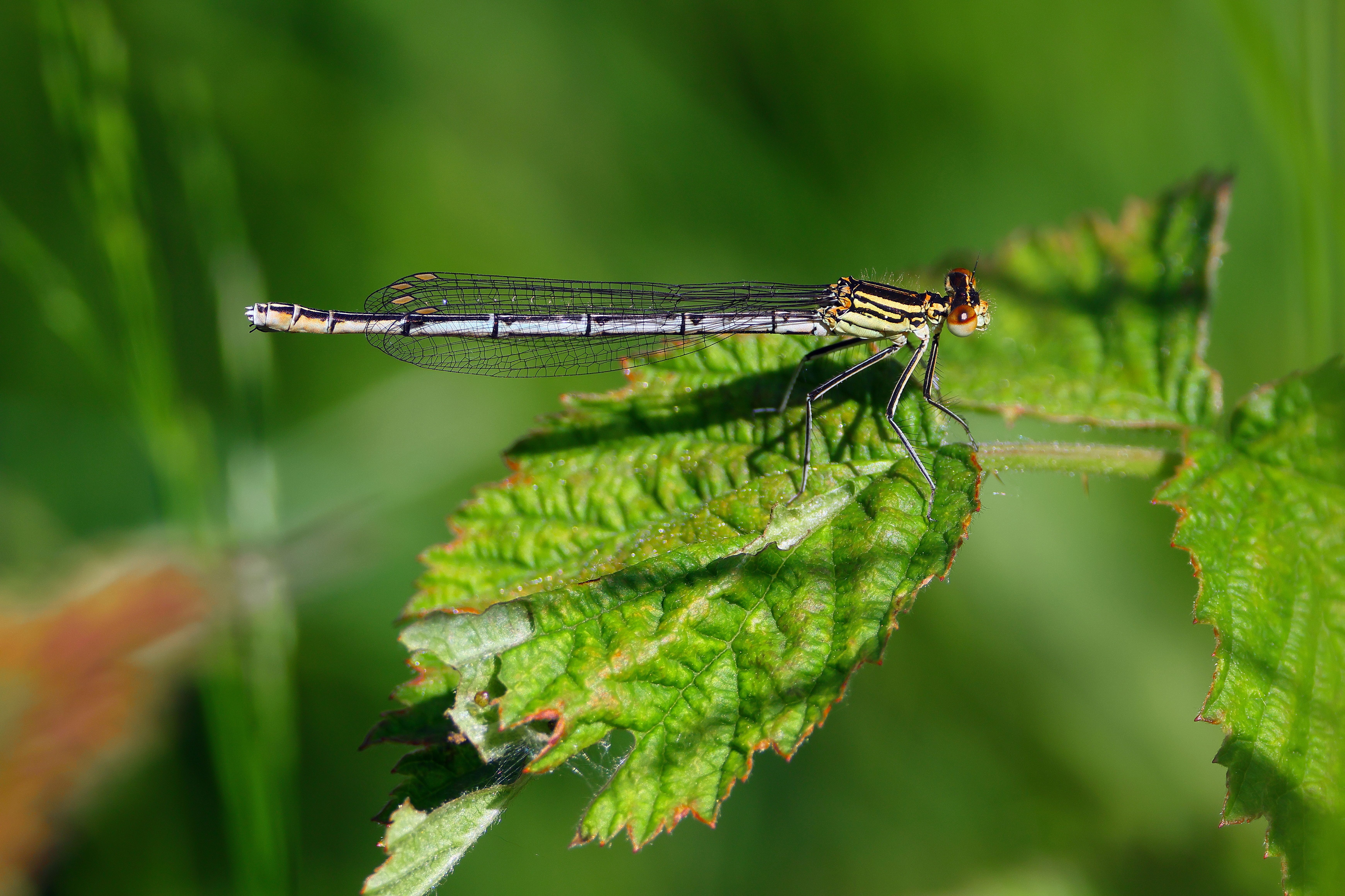 Close-Up of Damselfly Resting on a Leaf · Free Stock Photo