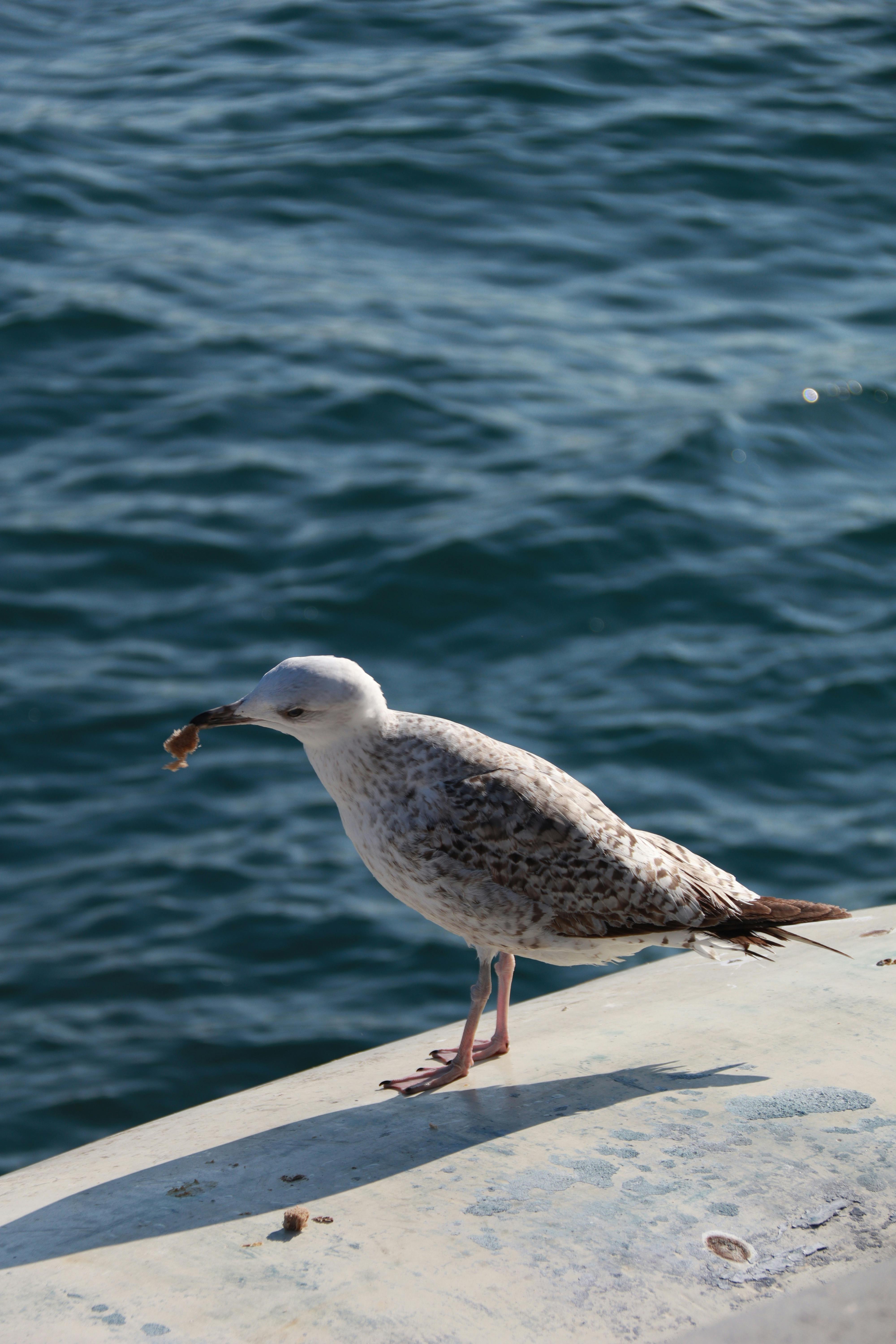 Fish Eating Bird Photos, Download The BEST Free Fish Eating Bird Stock ...