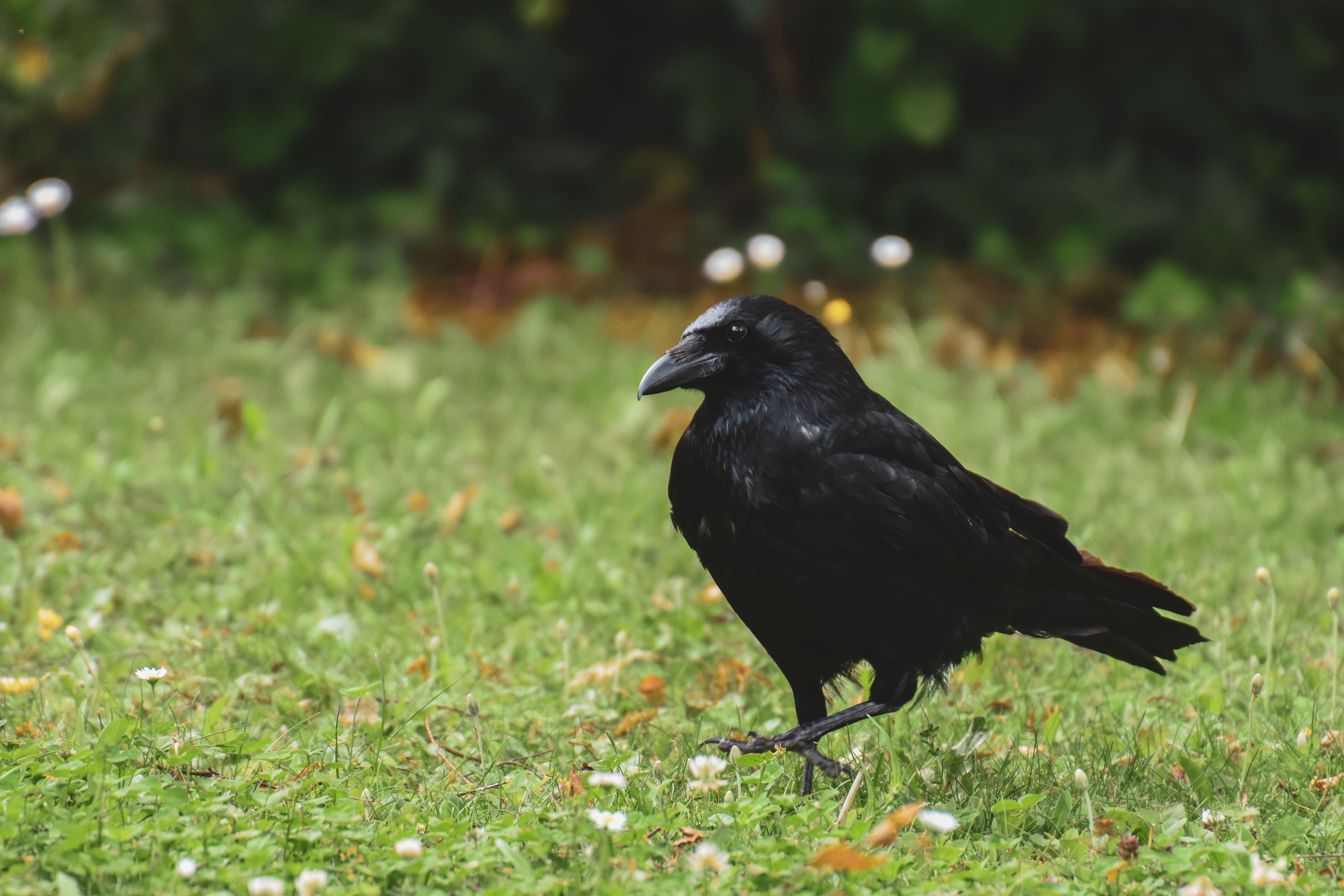 Black Crow in a Meadow of Wildflowers · Free Stock Photo