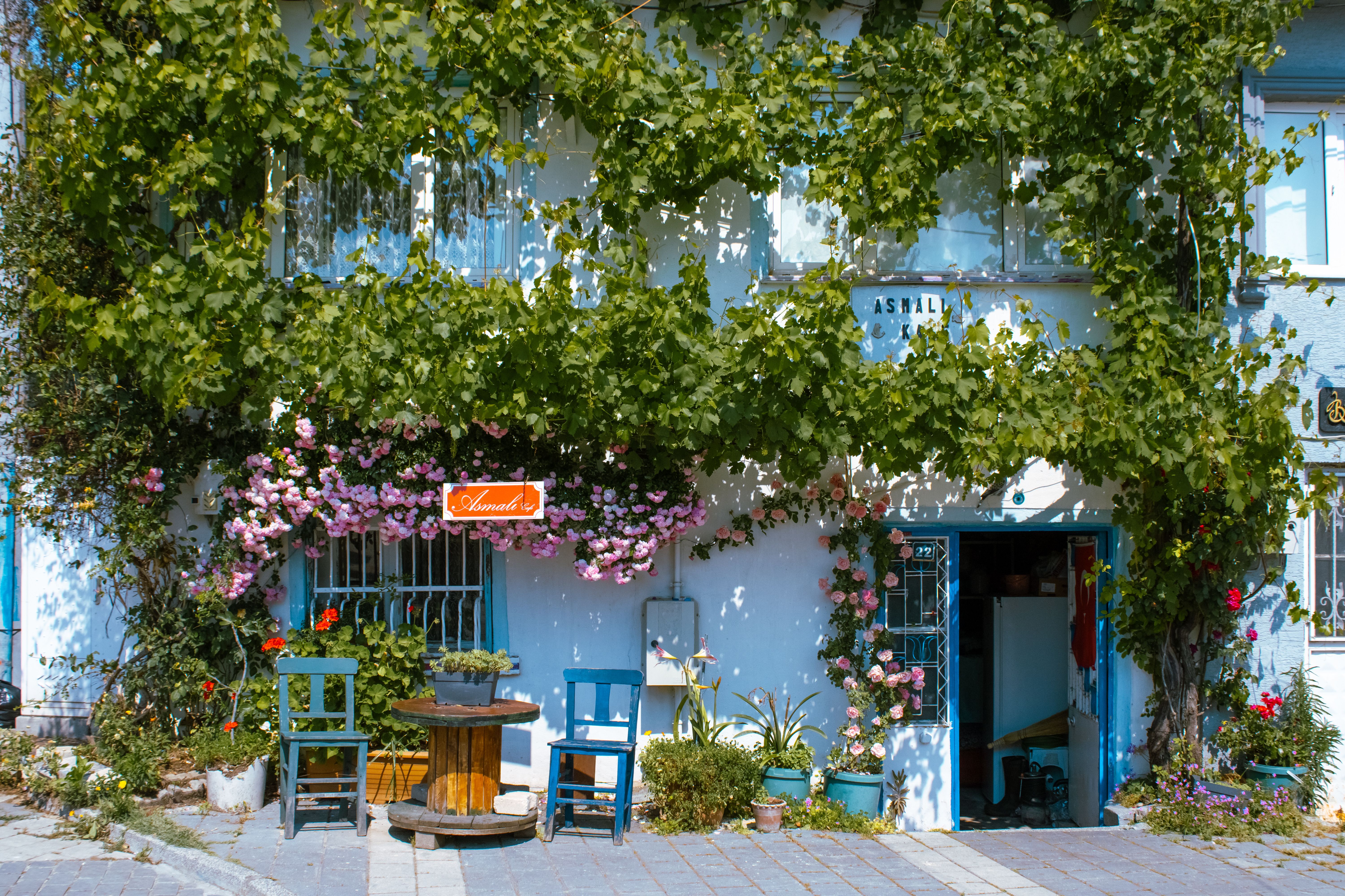 Charming Ivy-Covered Café in Bursa, Türkiye · Free Stock Photo