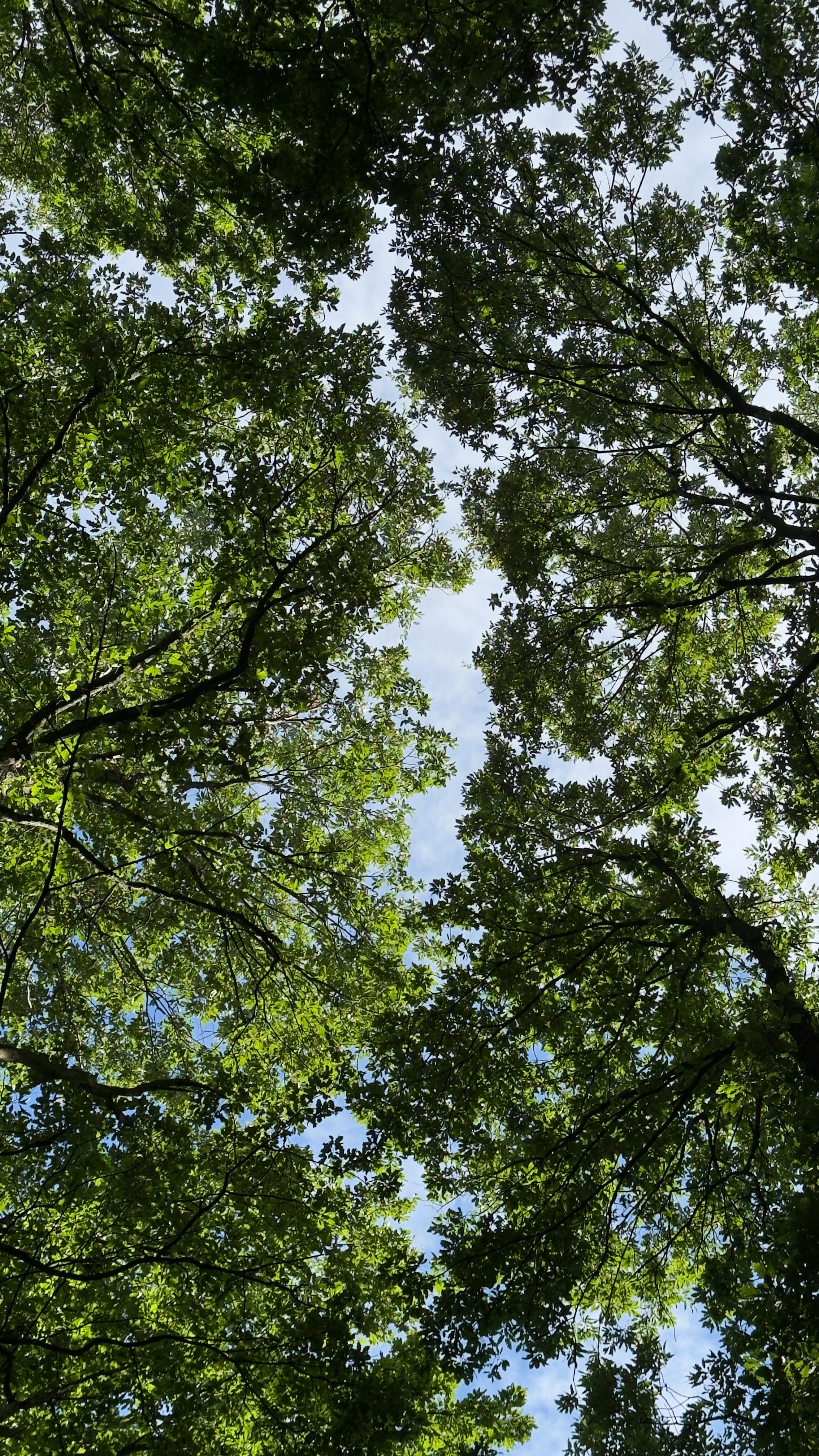 Forest Leaves Green Landscape Photos, Download The BEST Free Forest ...