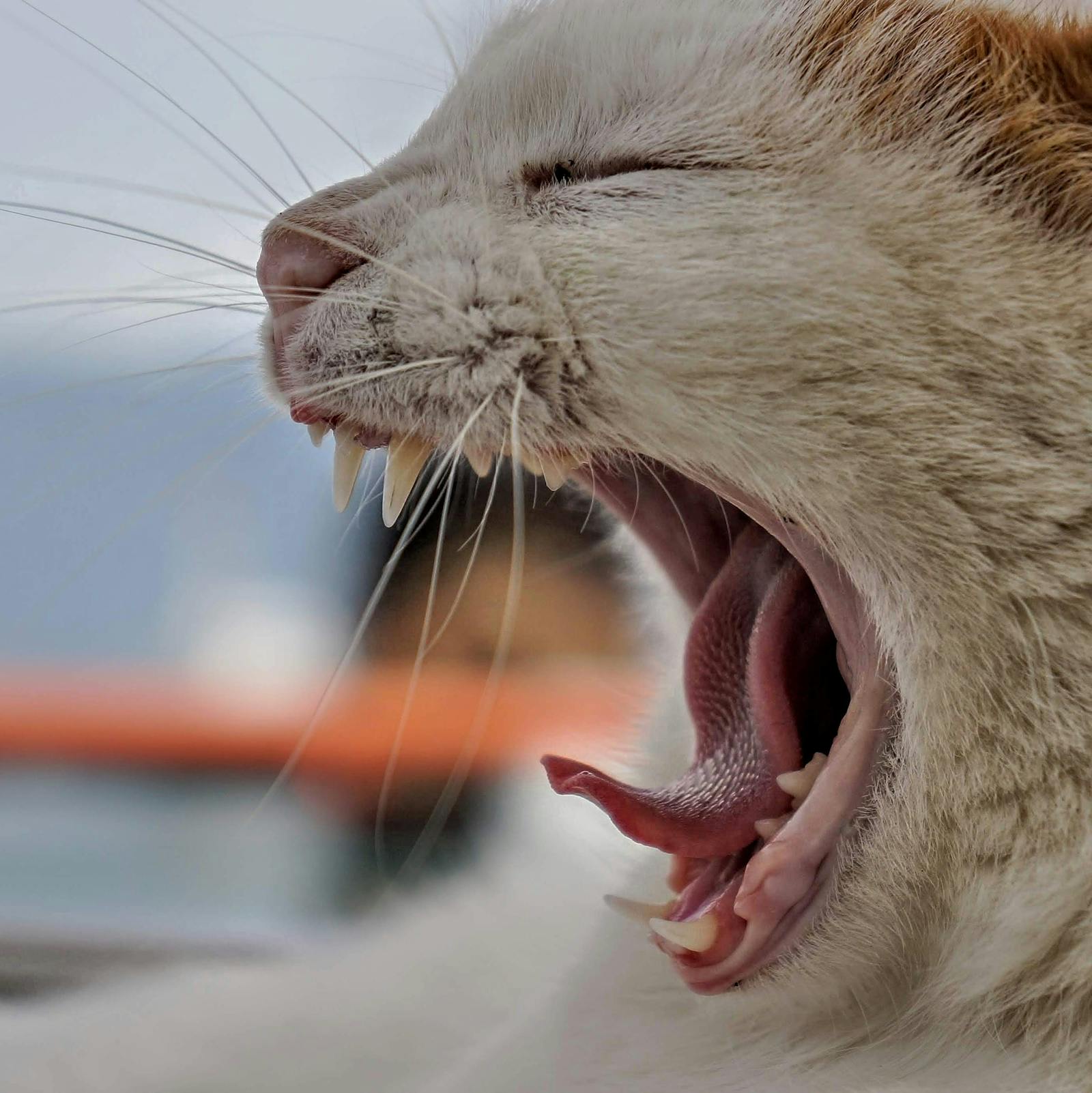 Goofy Ahh Cat Photos, Download The BEST Free Goofy Ahh Cat Stock Photos ...