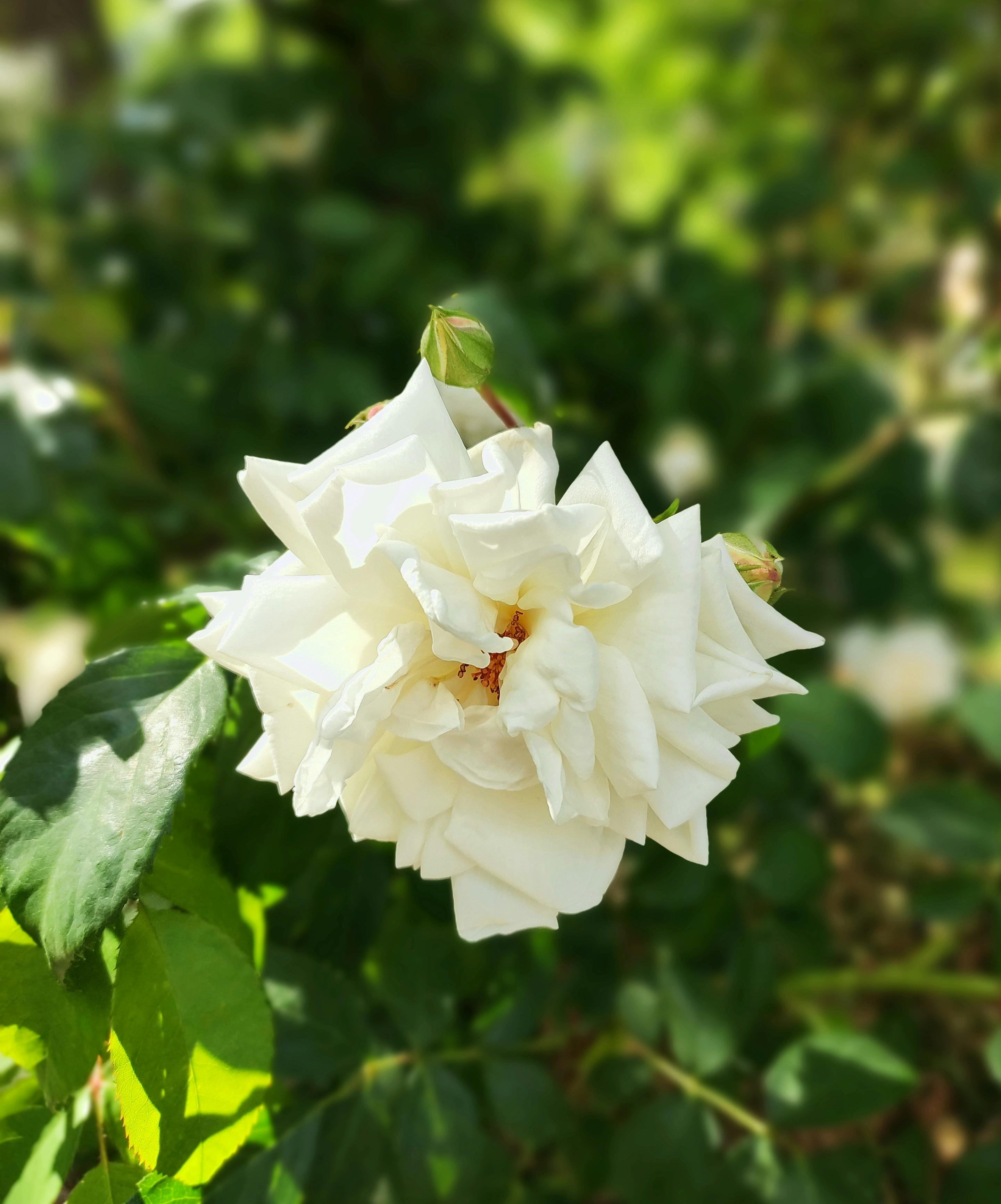 Elegant White Rose Bloom in Summer Garden · Free Stock Photo