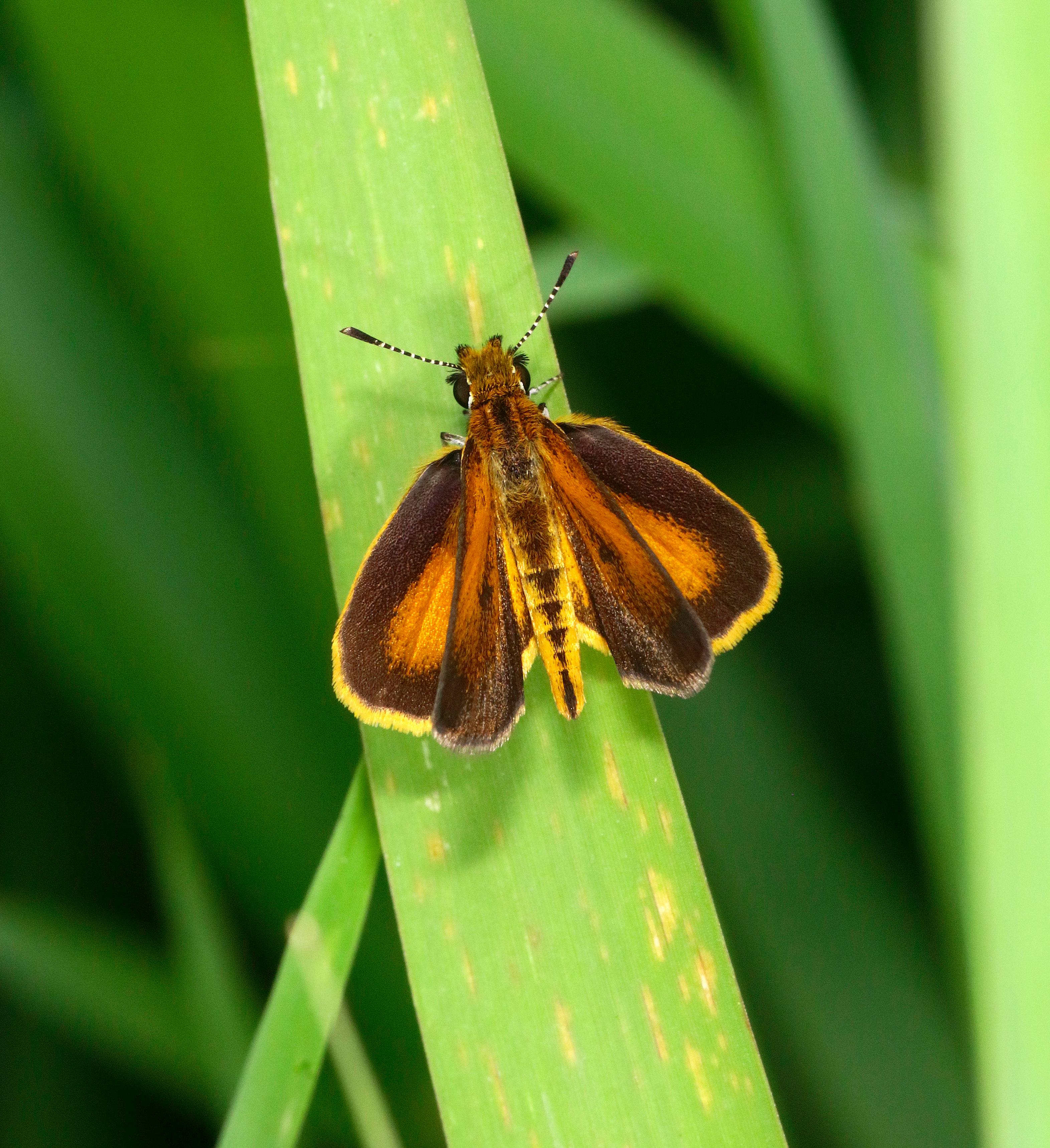 Close-up of a Skipper Butterfly on a Leaf · Free Stock Photo