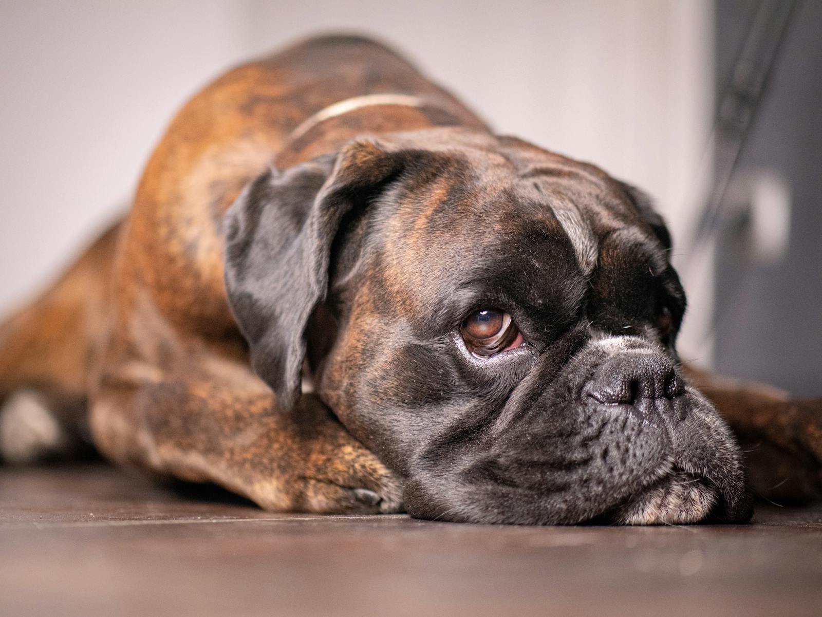 Boxer Dog Photos, Download The BEST Free Boxer Dog Stock Photos & HD Images