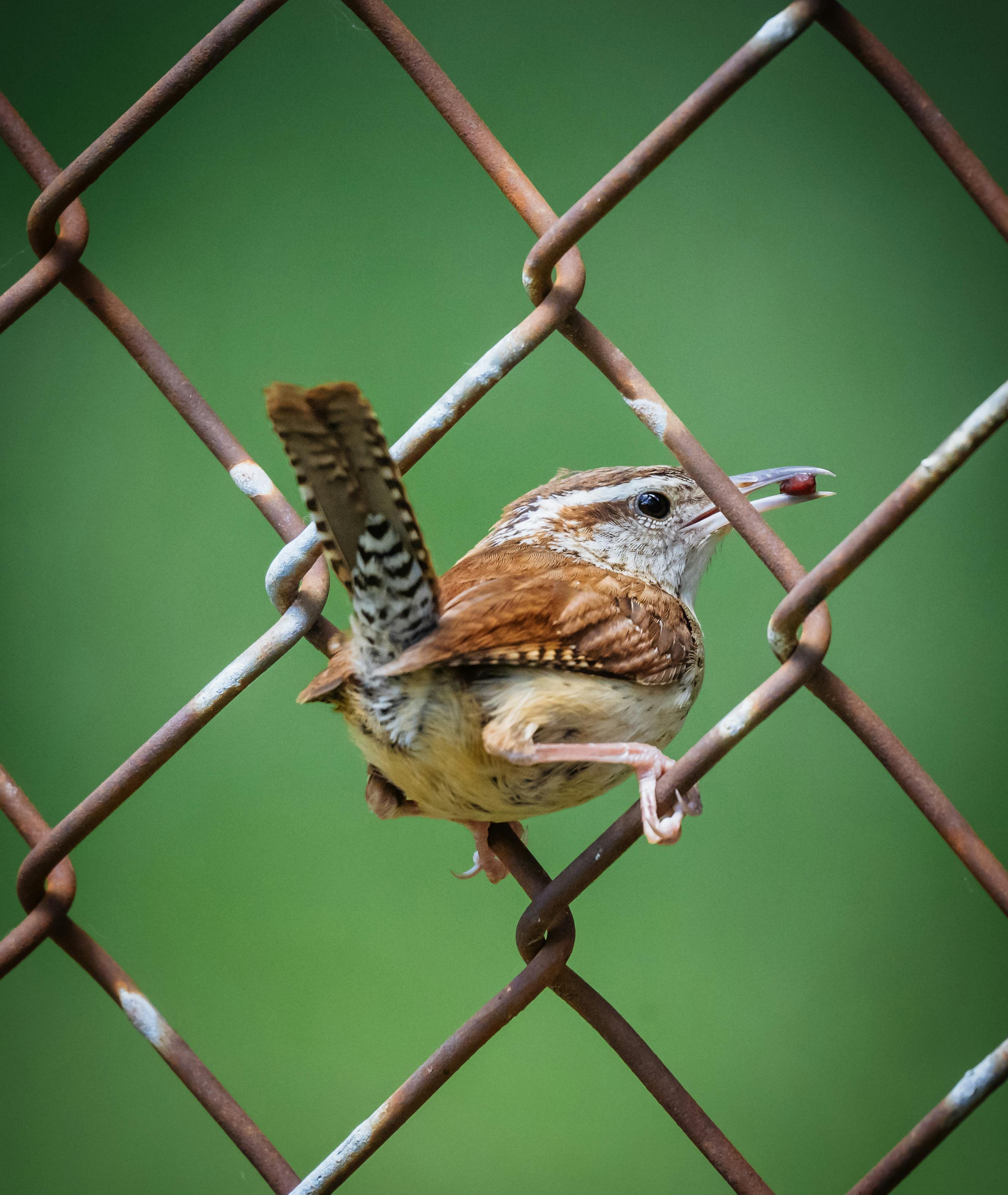 Close-up of a Wren on a Rusty Fence · Free Stock Photo