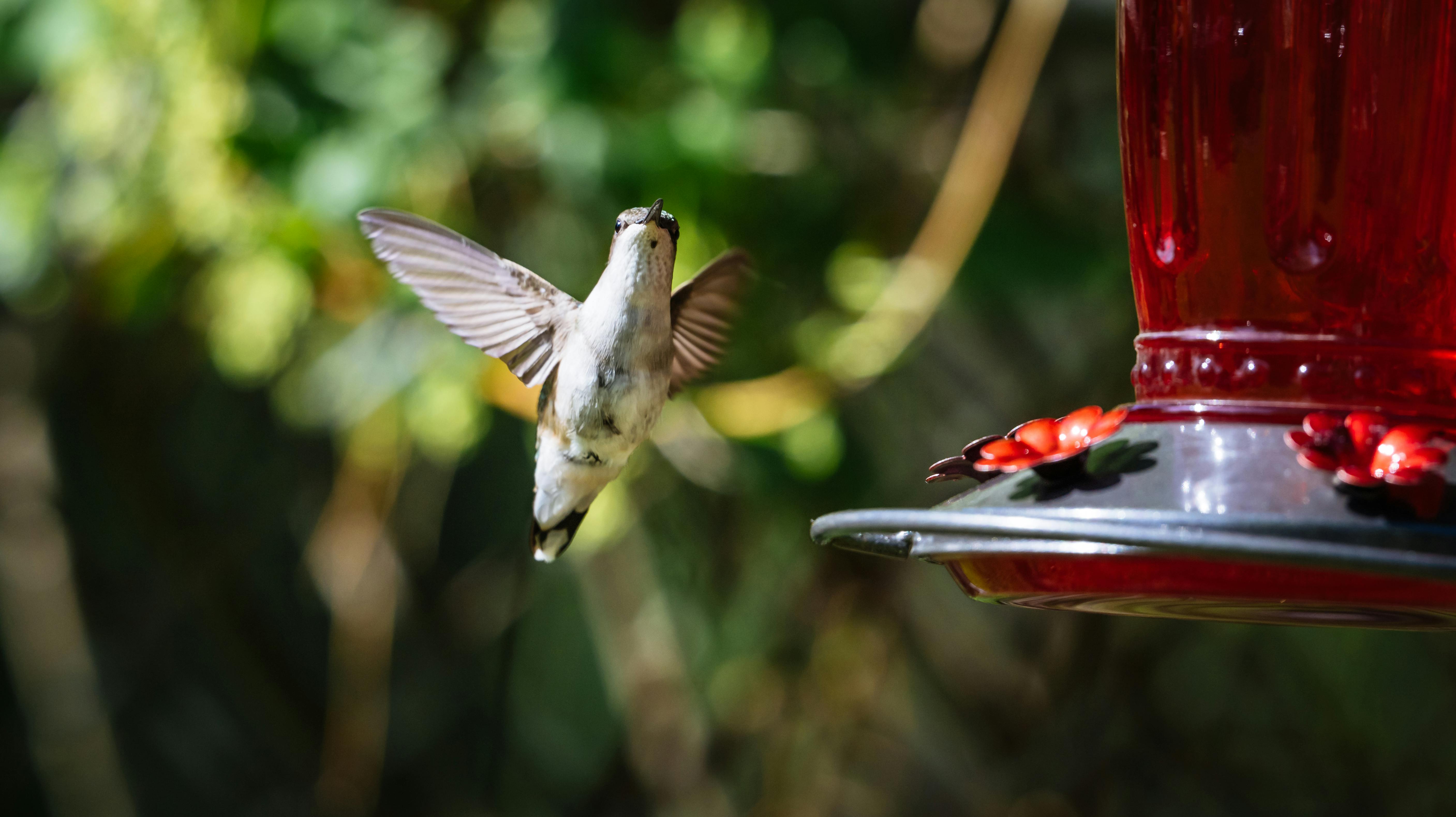 Small Animal Photos, Download The BEST Free Small Animal Stock Photos ...