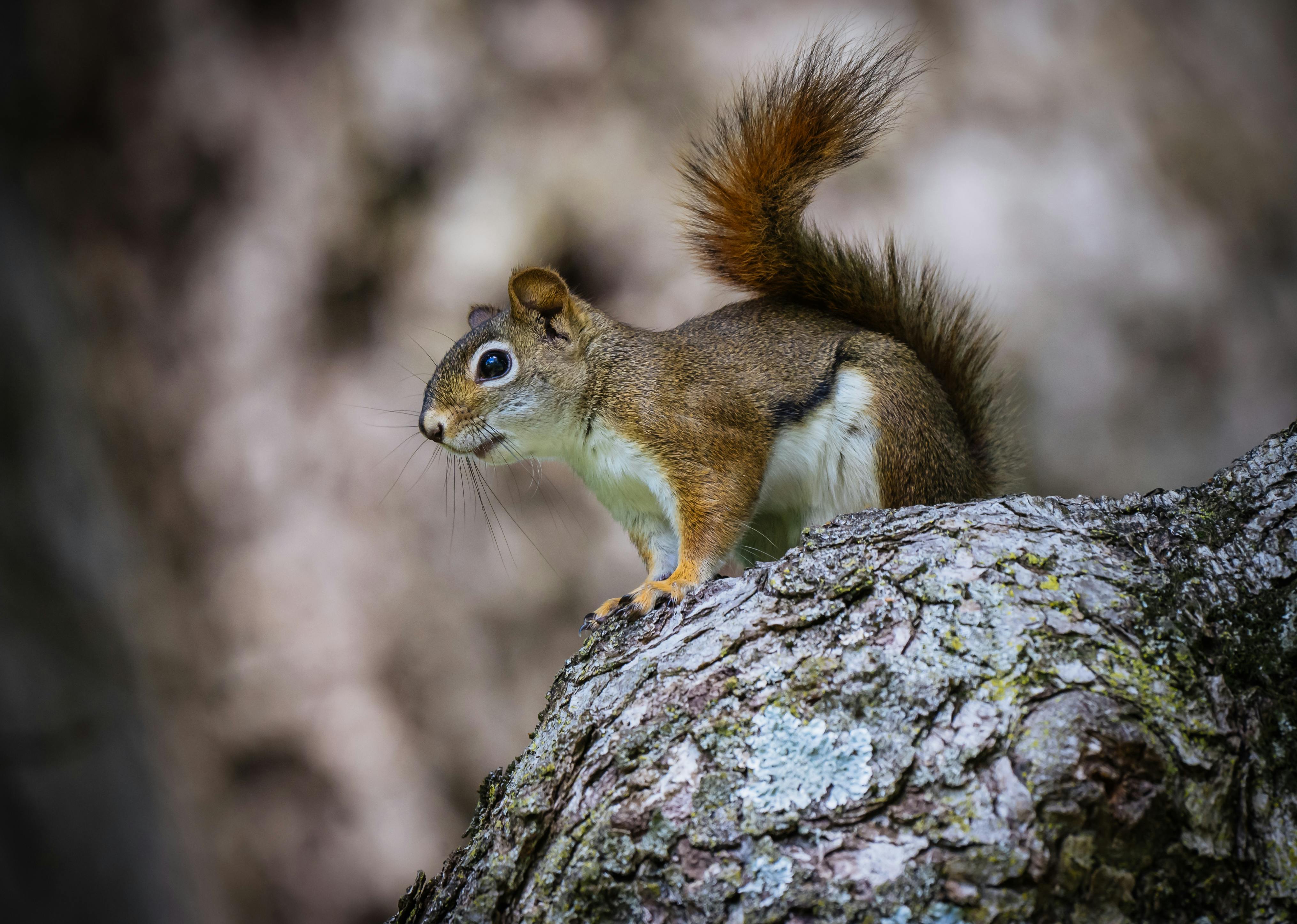 Active Squirrel Photos, Download The BEST Free Active Squirrel Stock ...