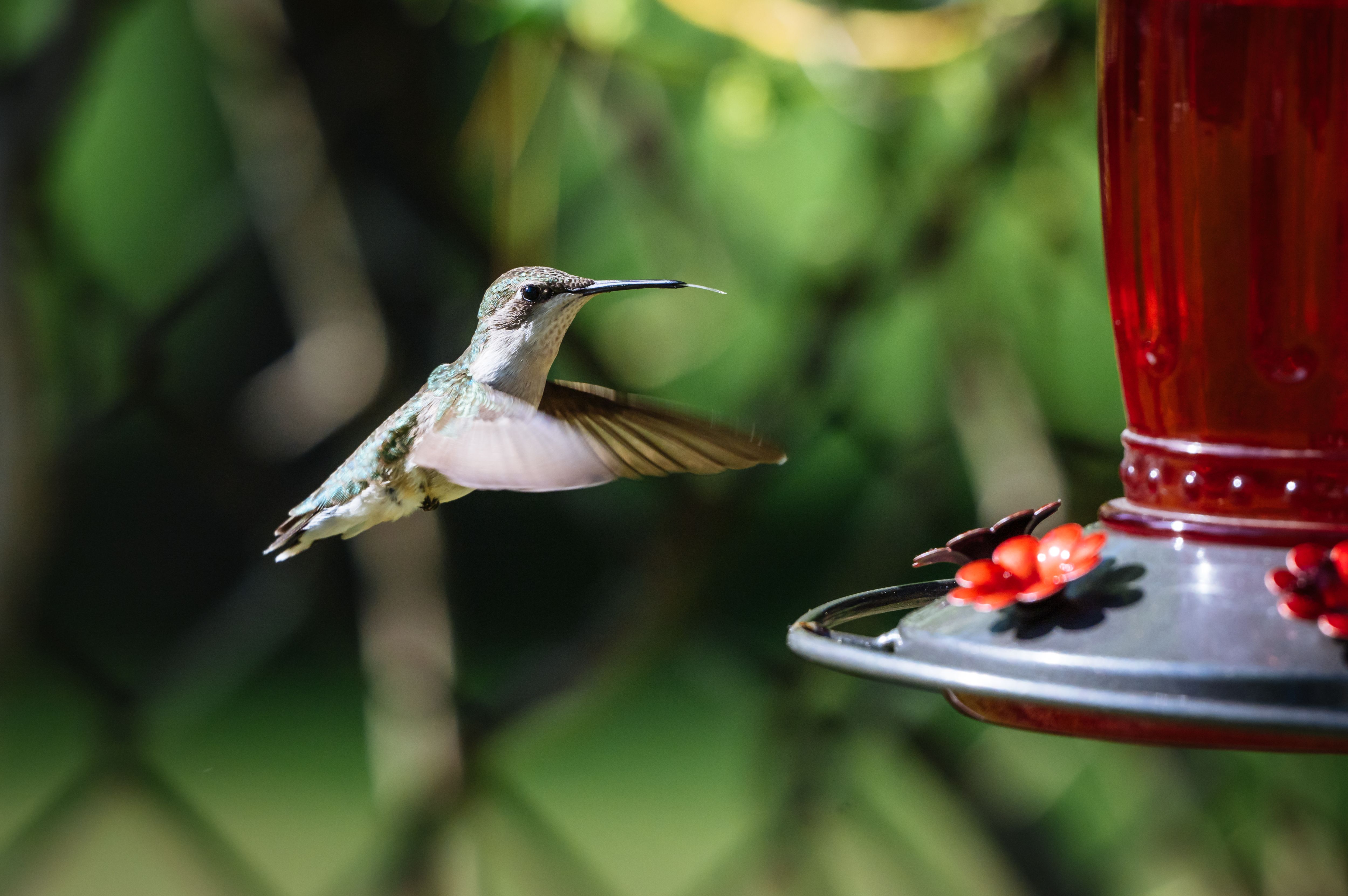 Bird Watching Photos, Download The BEST Free Bird Watching Stock Photos ...