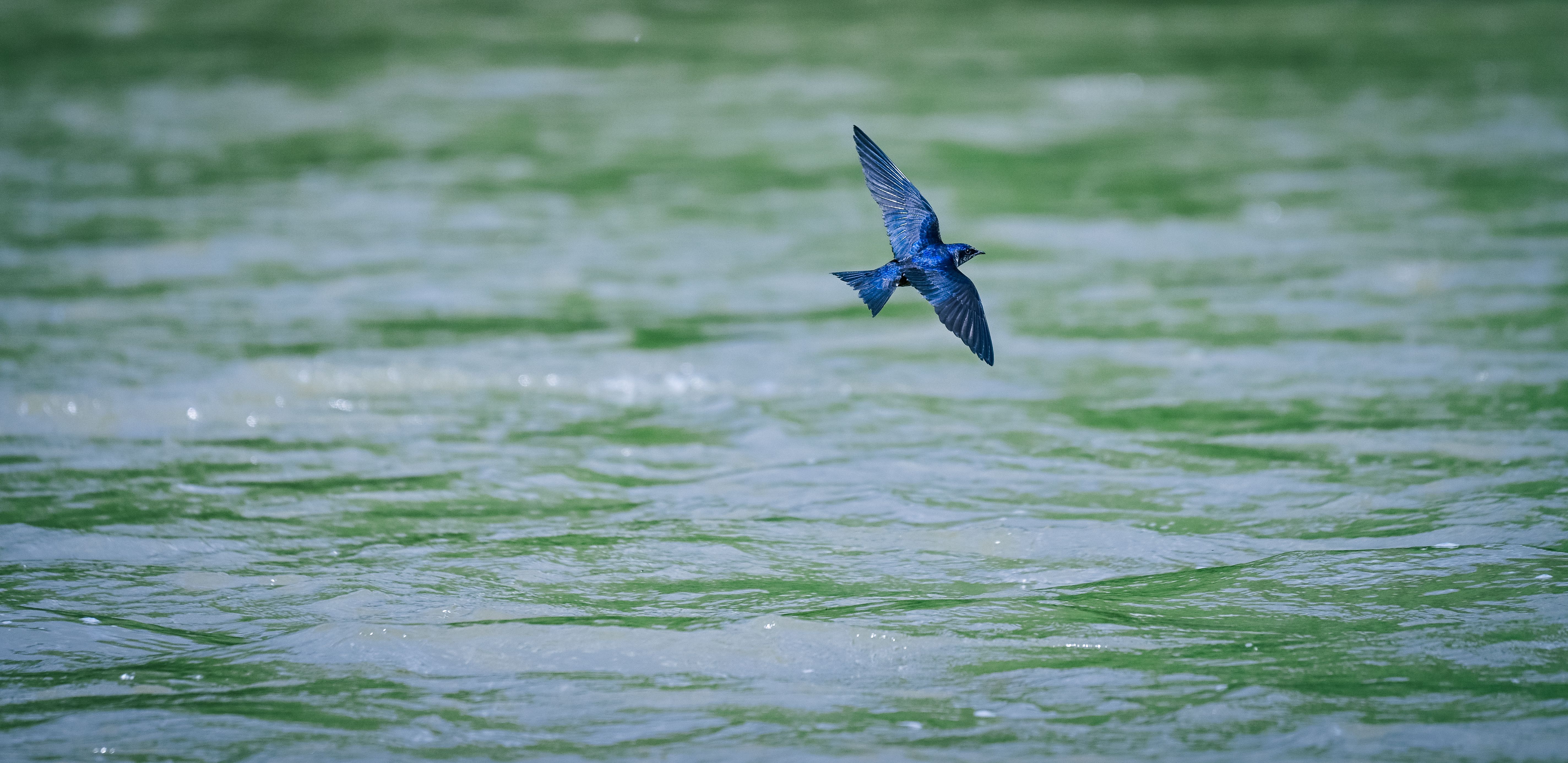 Blue Bird in Flight Over Green Water Surface · Free Stock Photo