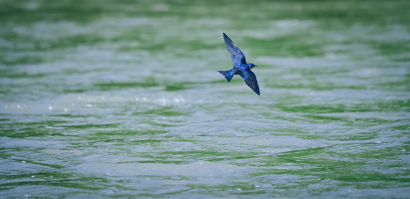 Bird Watching Photos, Download The BEST Free Bird Watching Stock Photos ...