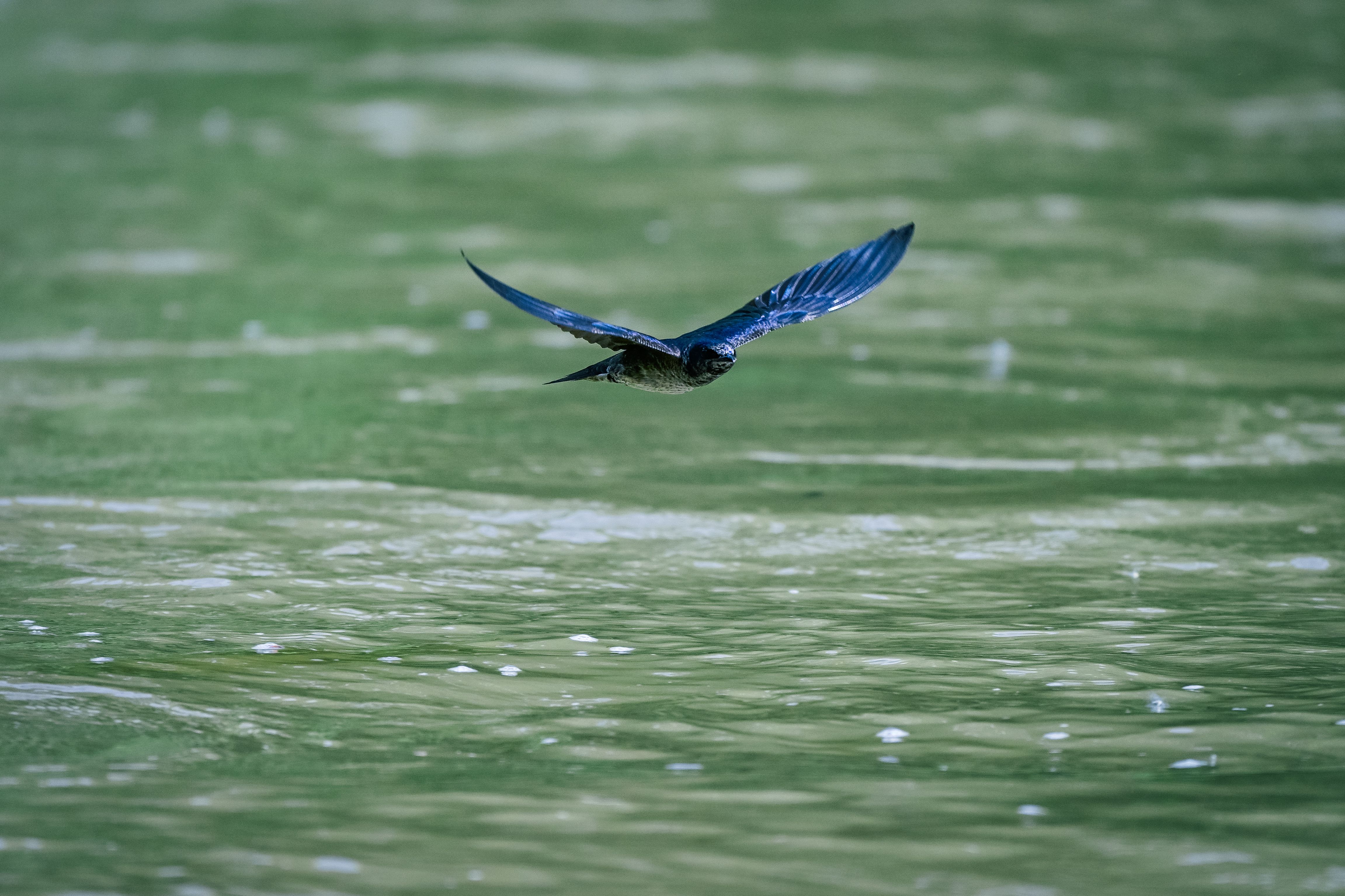 Captivating Shot of Swallow Bird in Flight Over Water · Free Stock Photo