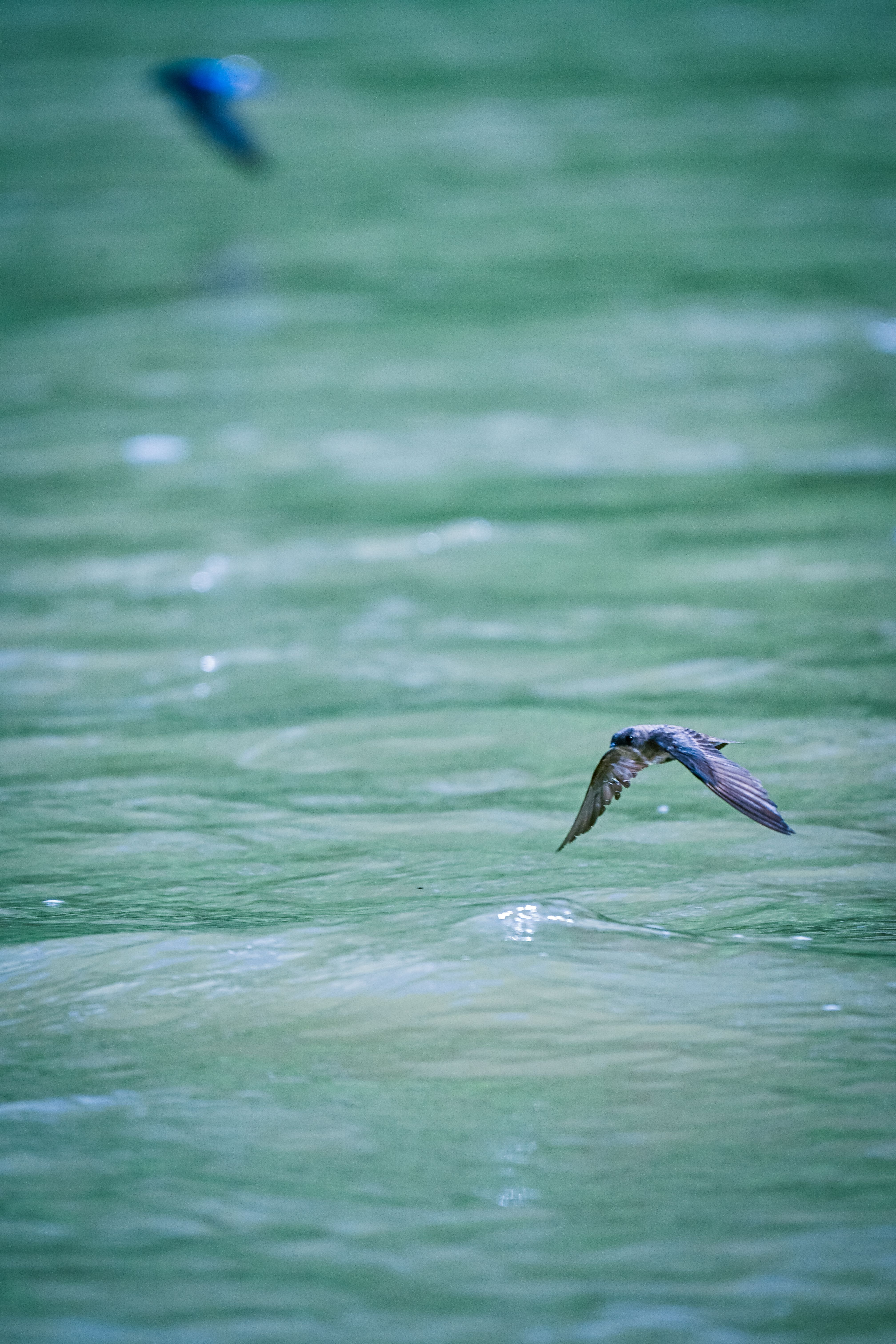 Graceful Swallow Gliding Over Water Surface · Free Stock Photo