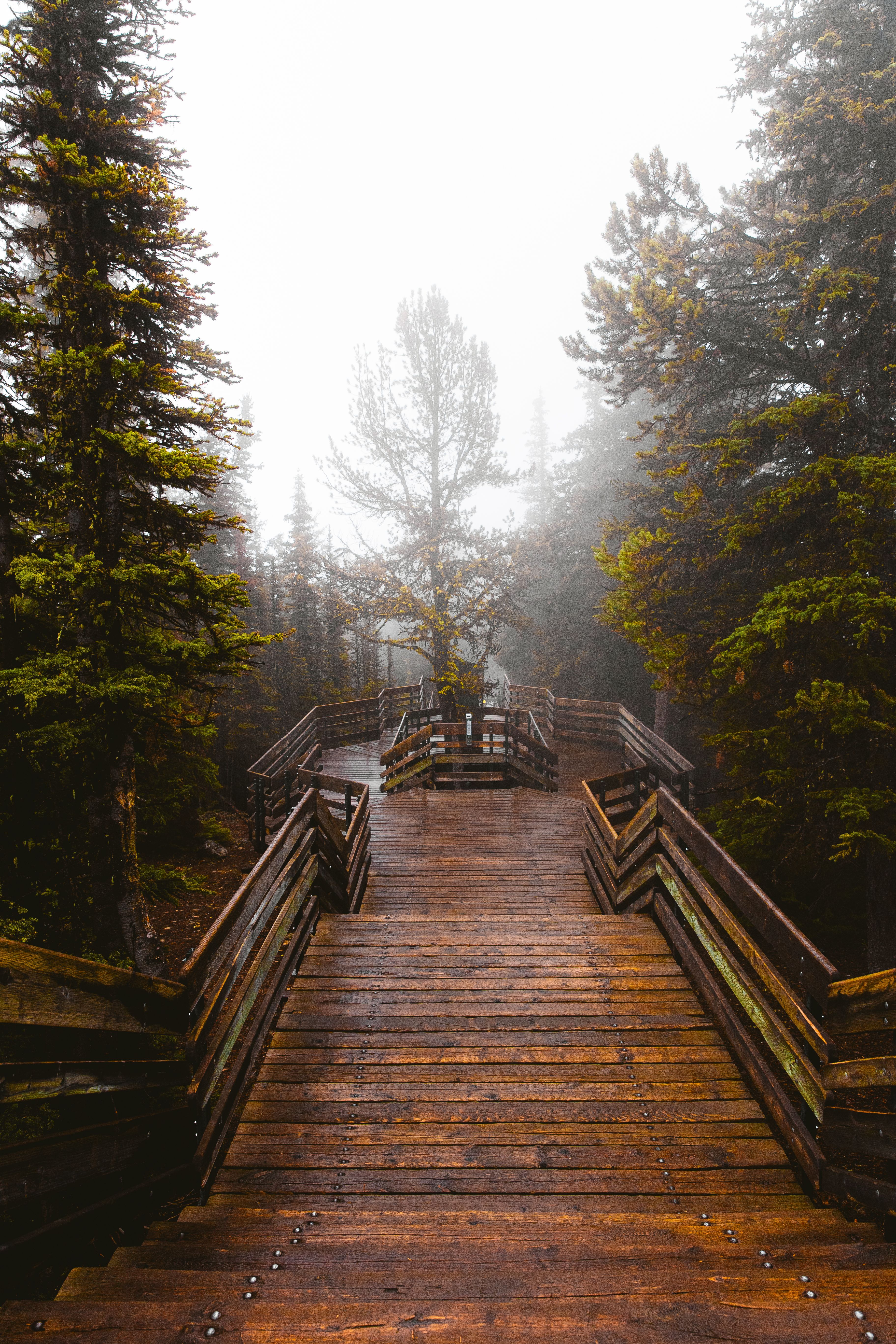 Wood Hiking Path Photos, Download The BEST Free Wood Hiking Path Stock ...