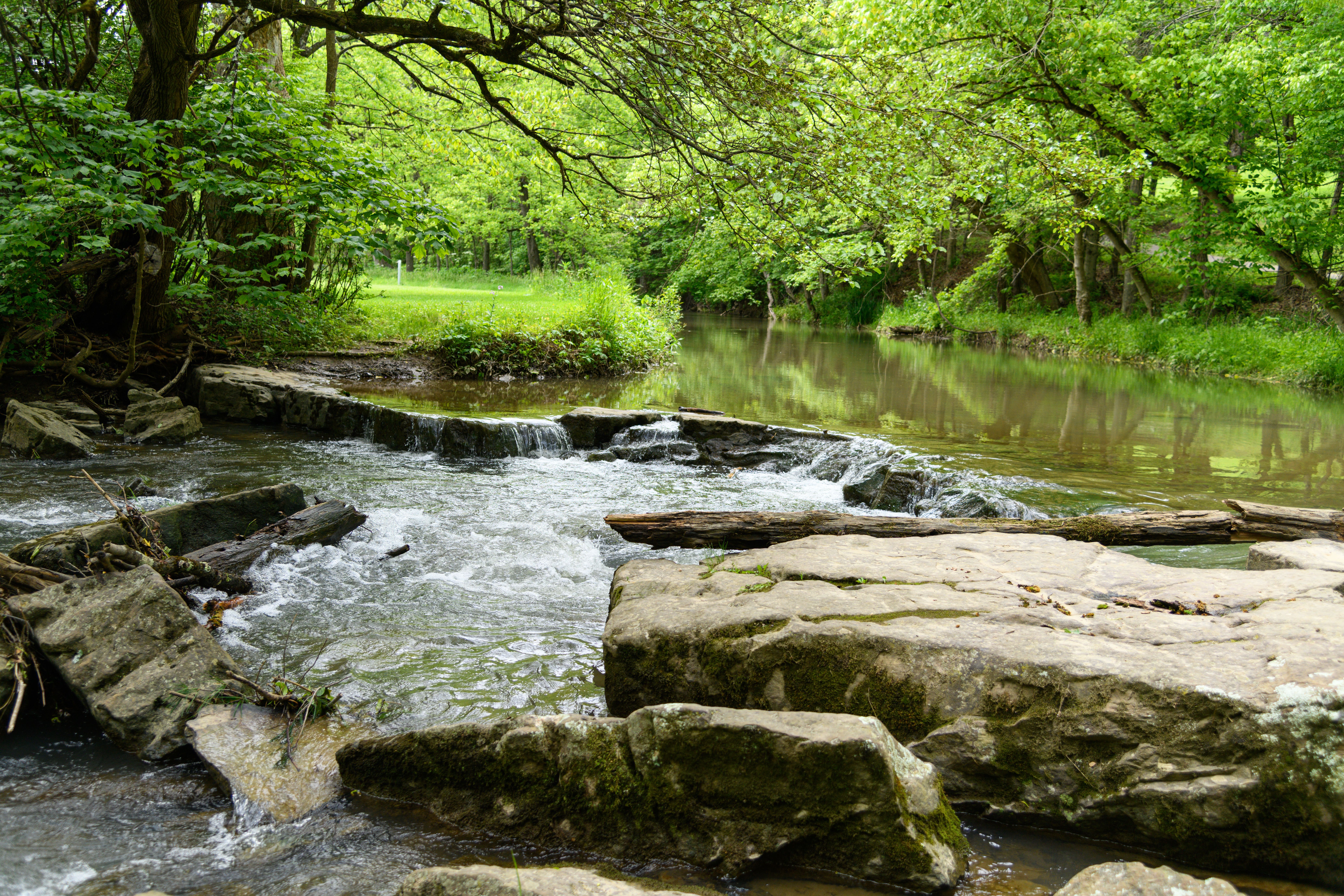 Serene Stream Flowing Through Lush Green Forest · Free Stock Photo